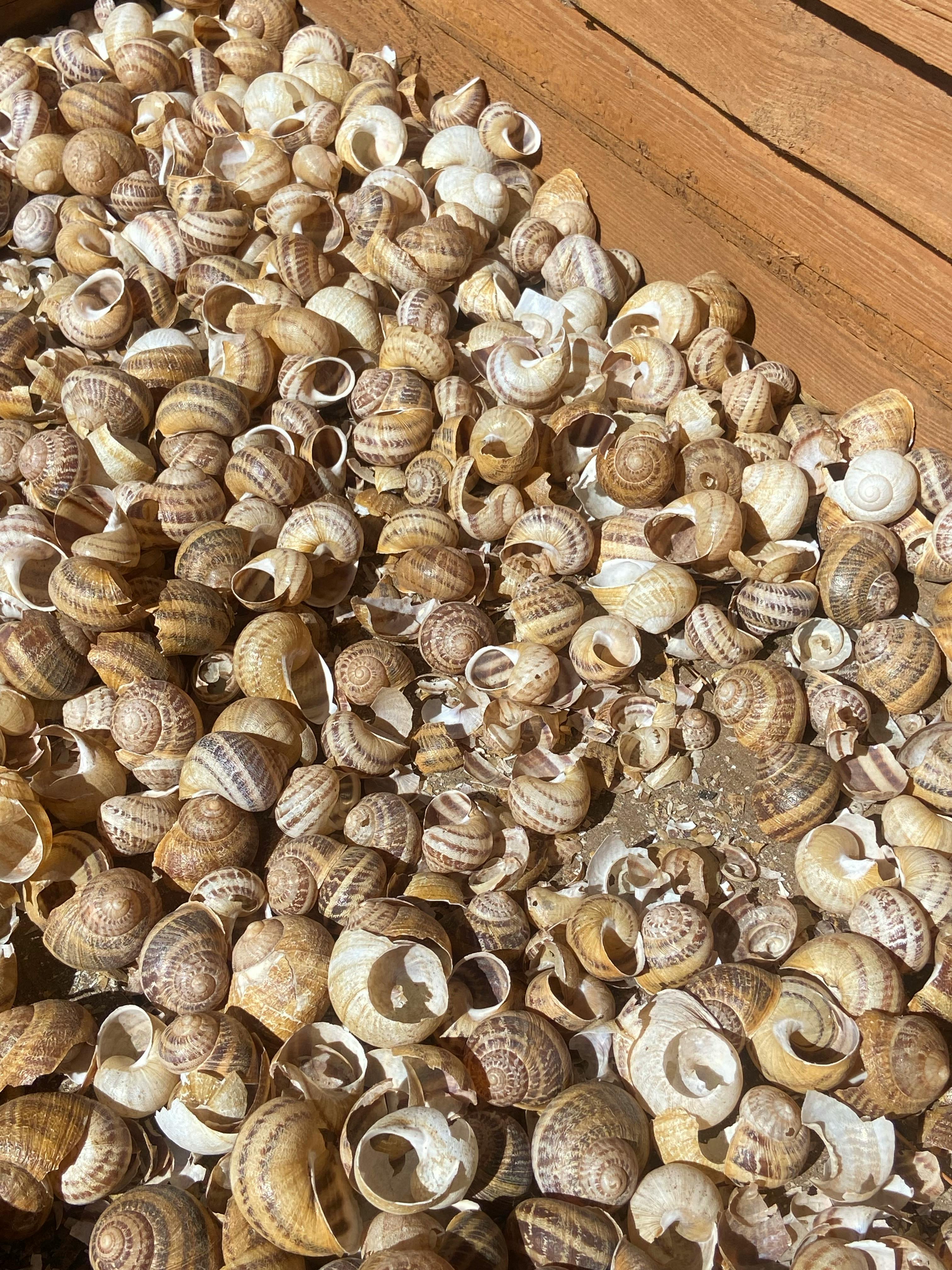 sea shell · Free Stock Photo