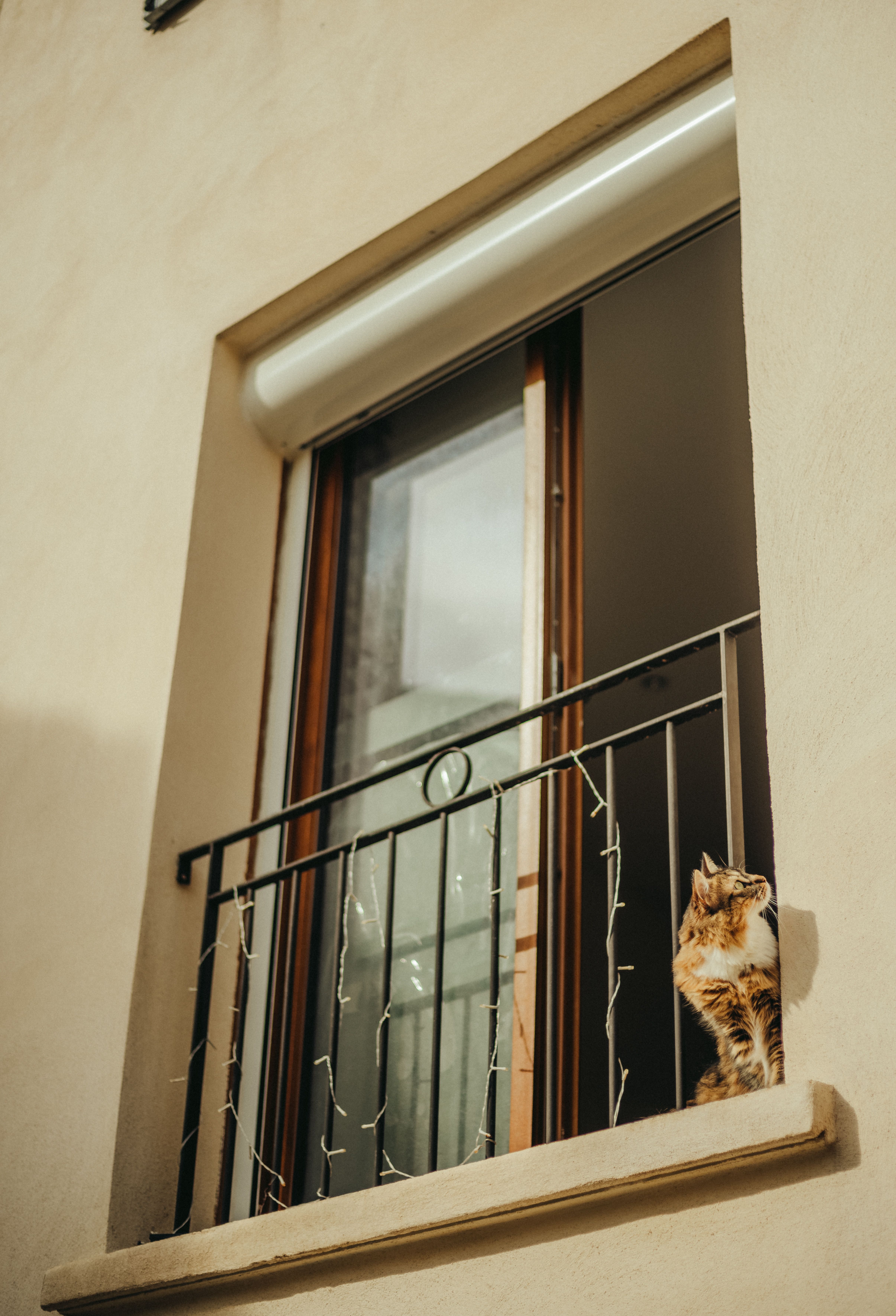 Cat On Window Sill Photos, Download The BEST Free Cat On Window Sill ...