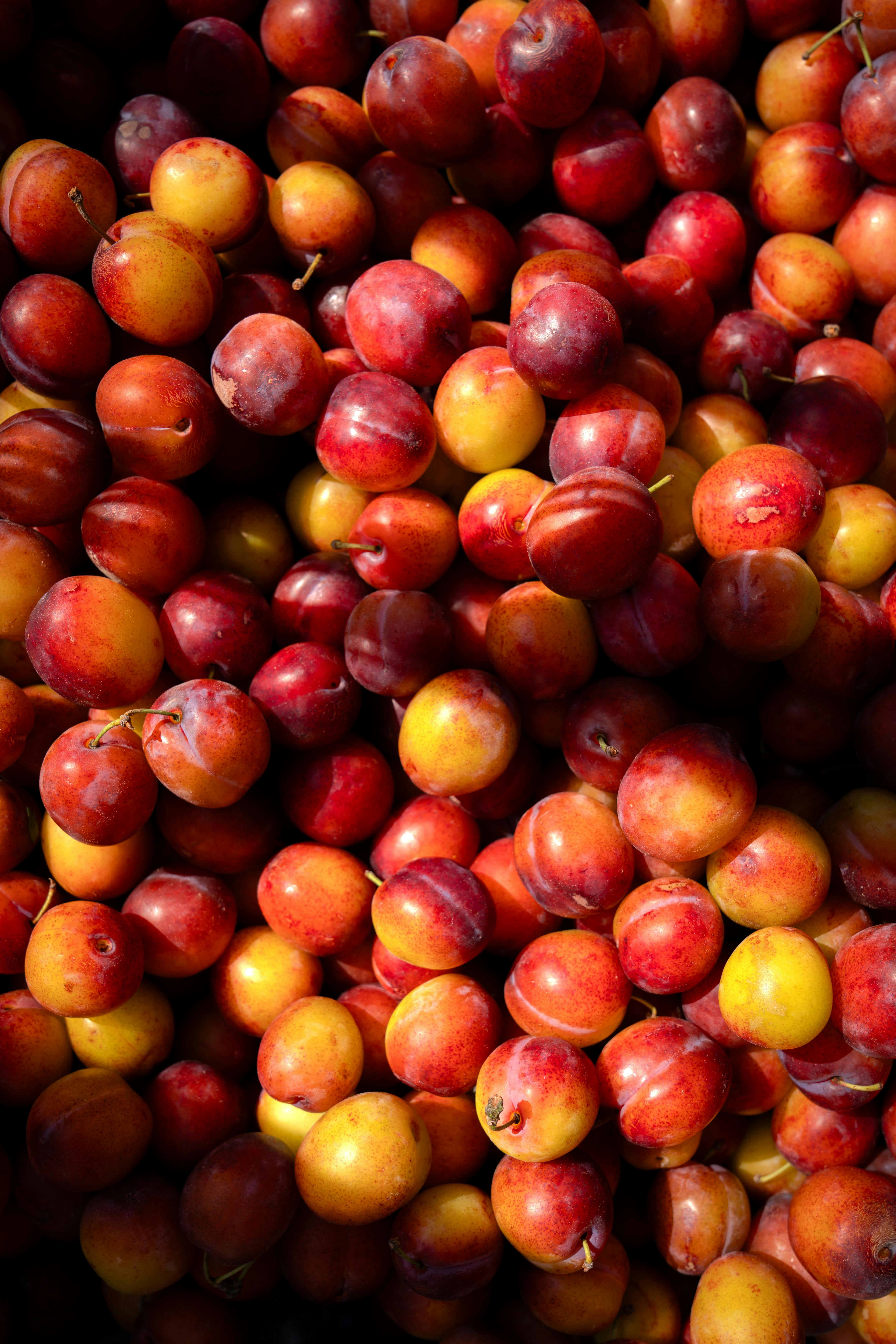 Plommon · Free Stock Photo