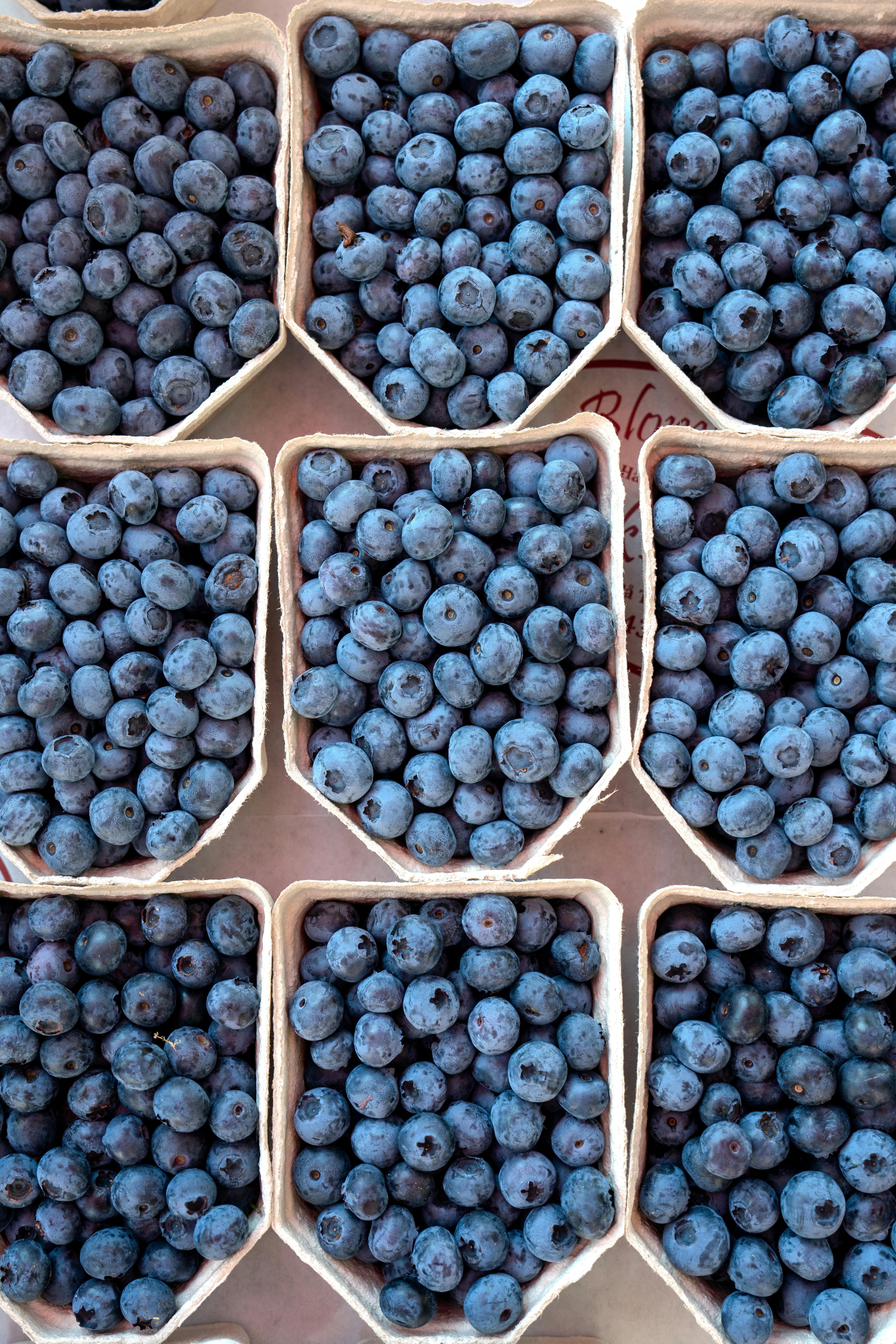 Blåbär · Free Stock Photo