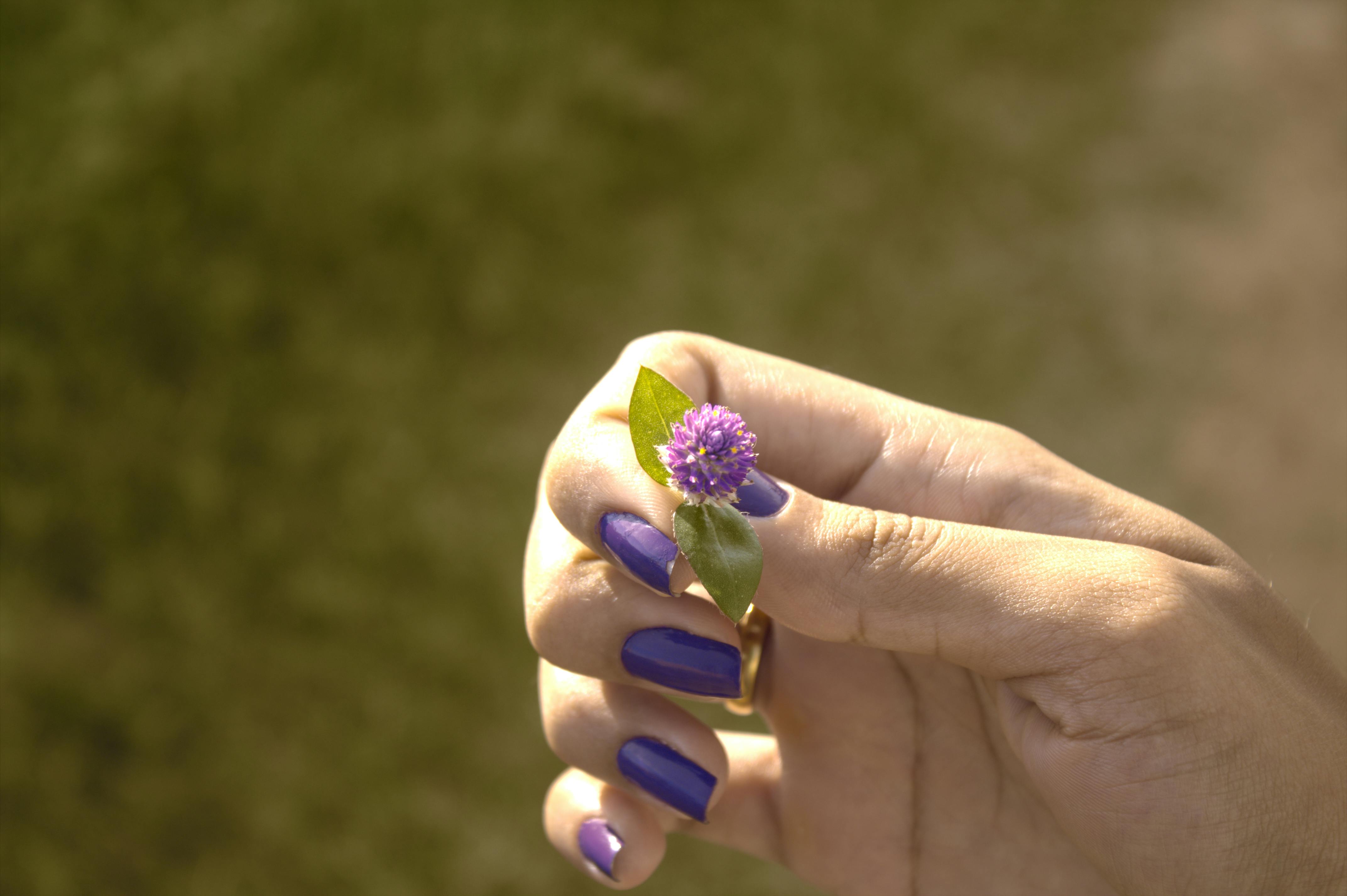 a hand holding a small flower · Free Stock Photo