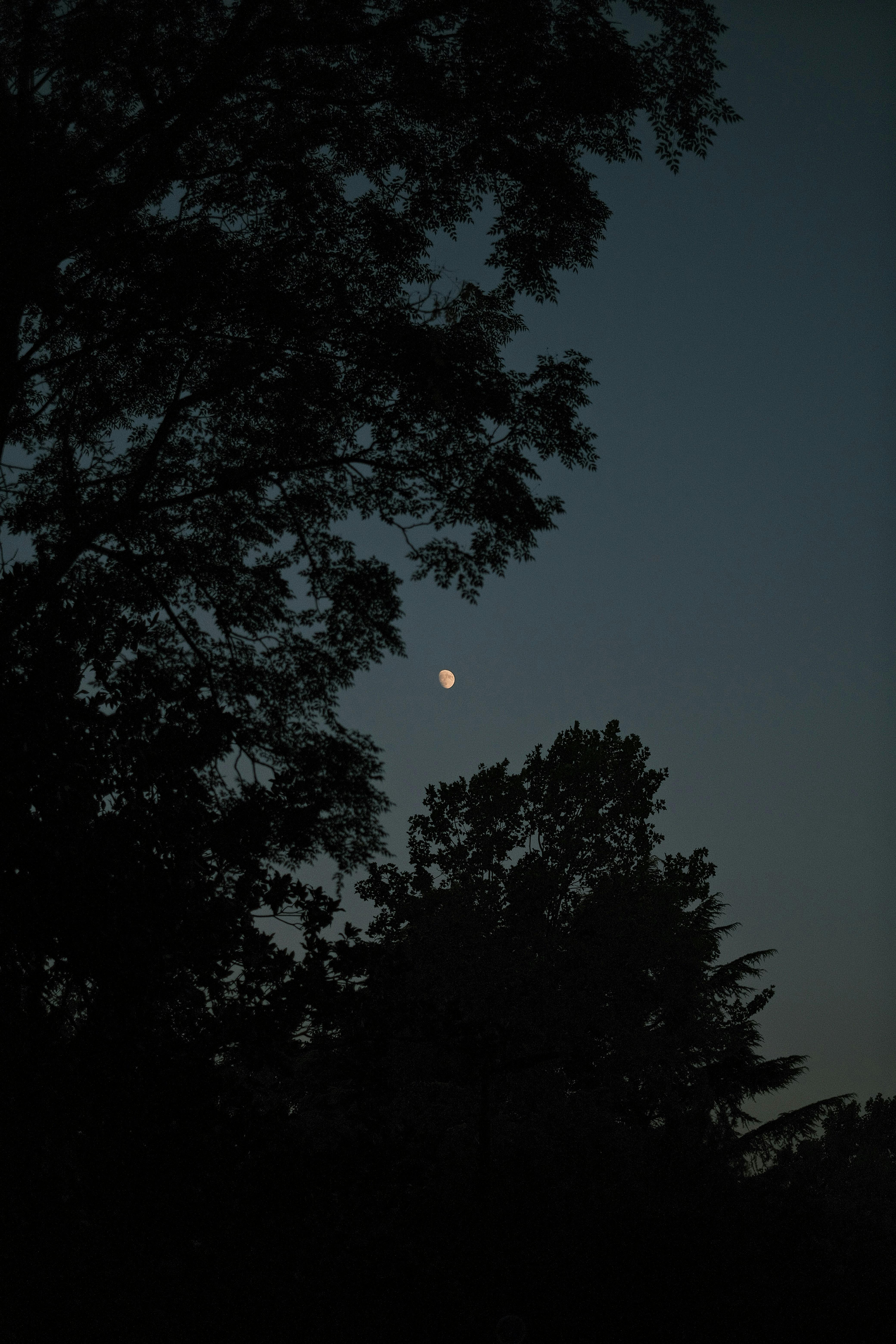 Moon over trees · Free Stock Photo