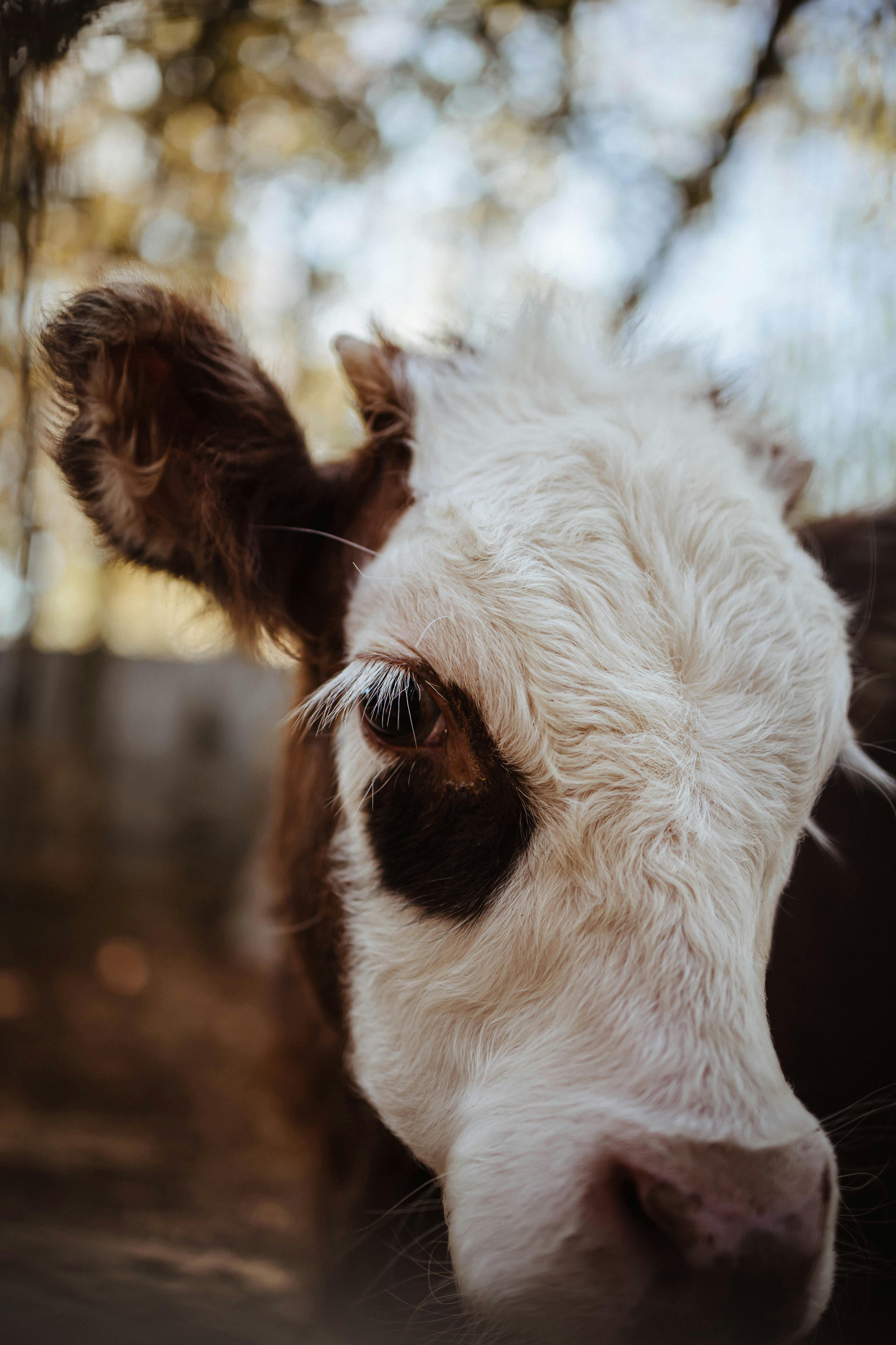 Cow Eyelashes Photos, Download The BEST Free Cow Eyelashes Stock Photos ...