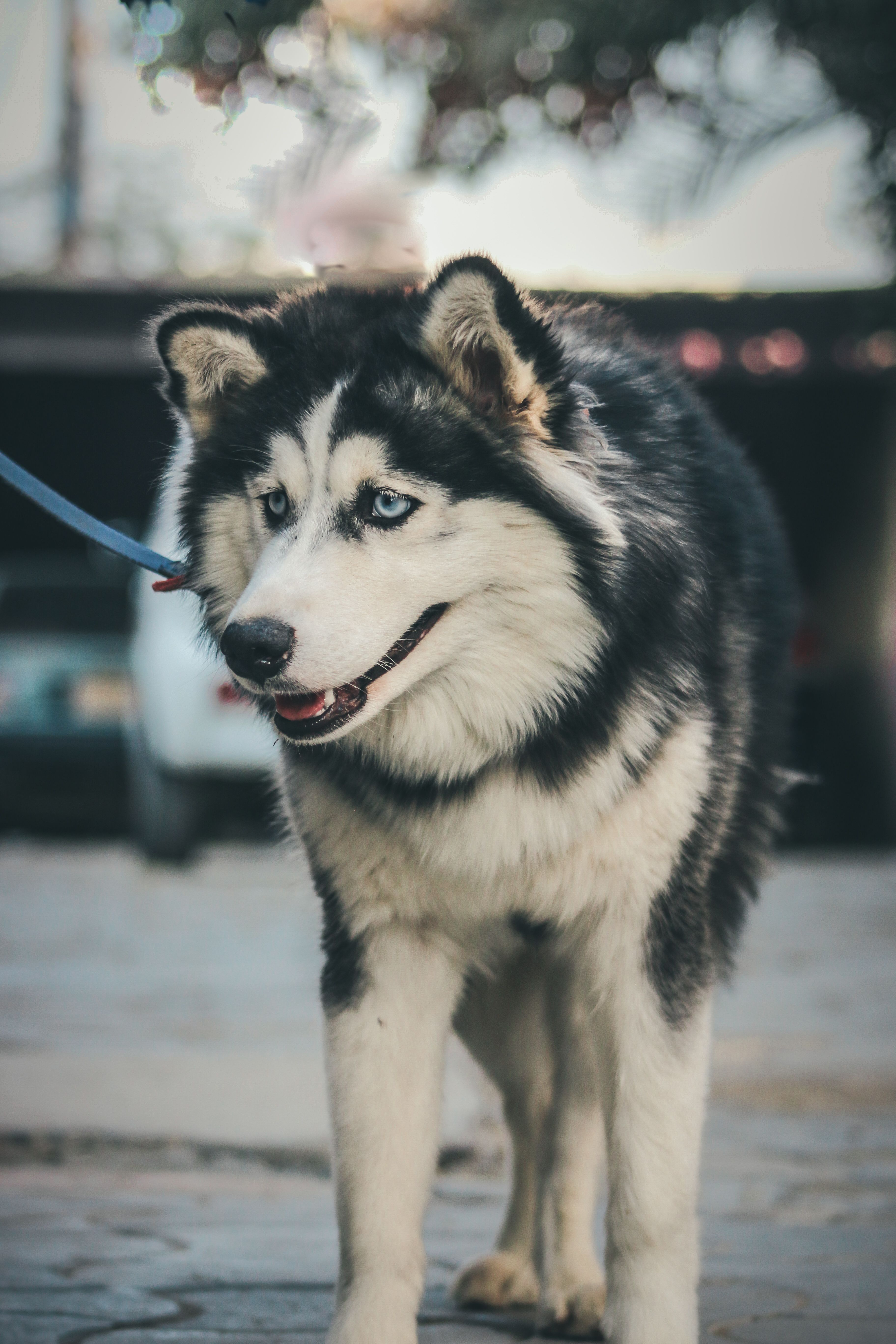 Photo of jonathan, a husky dog in san francisco, ca, usa · Free Stock Photo