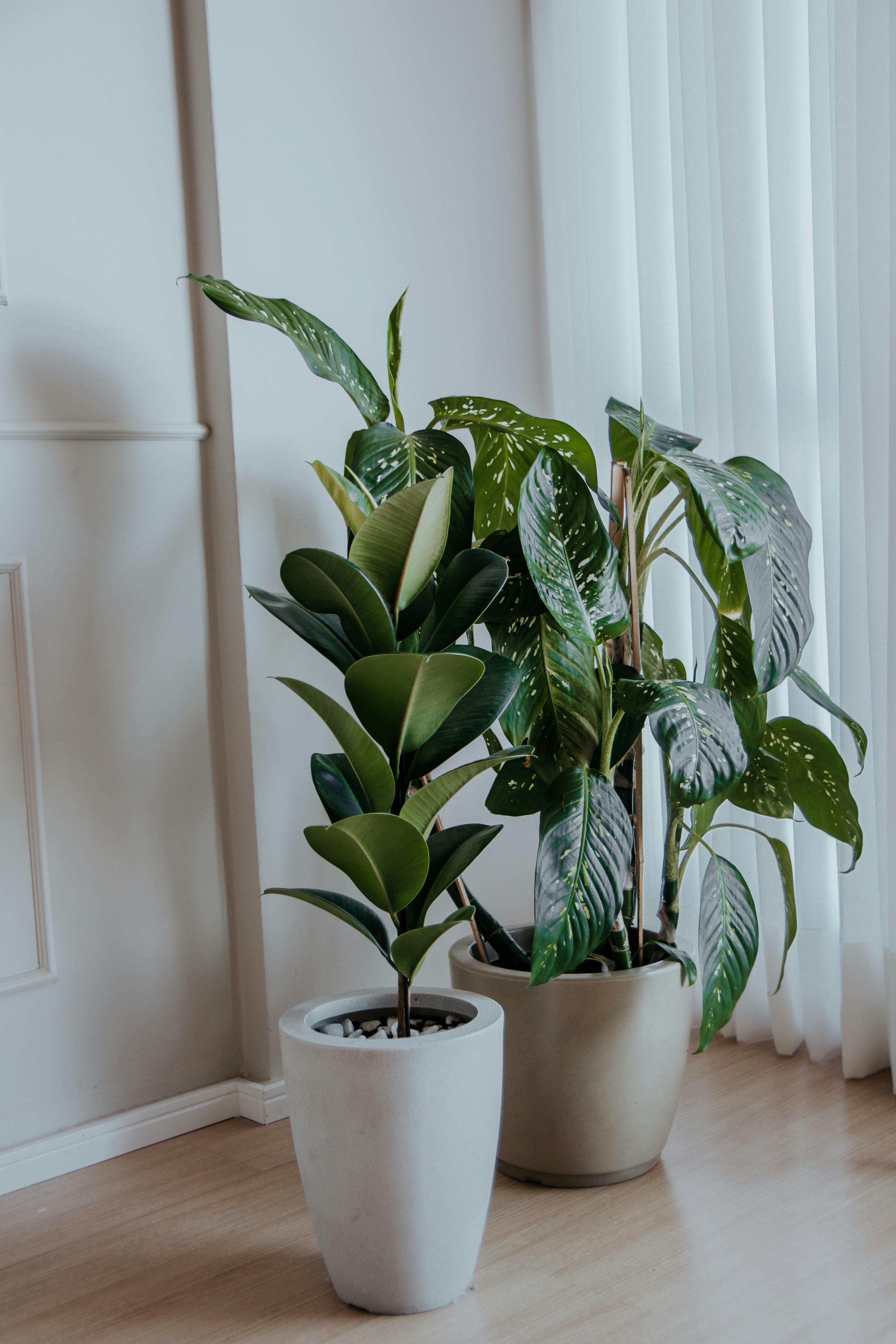 Green Potted Plant · Free Stock Photo