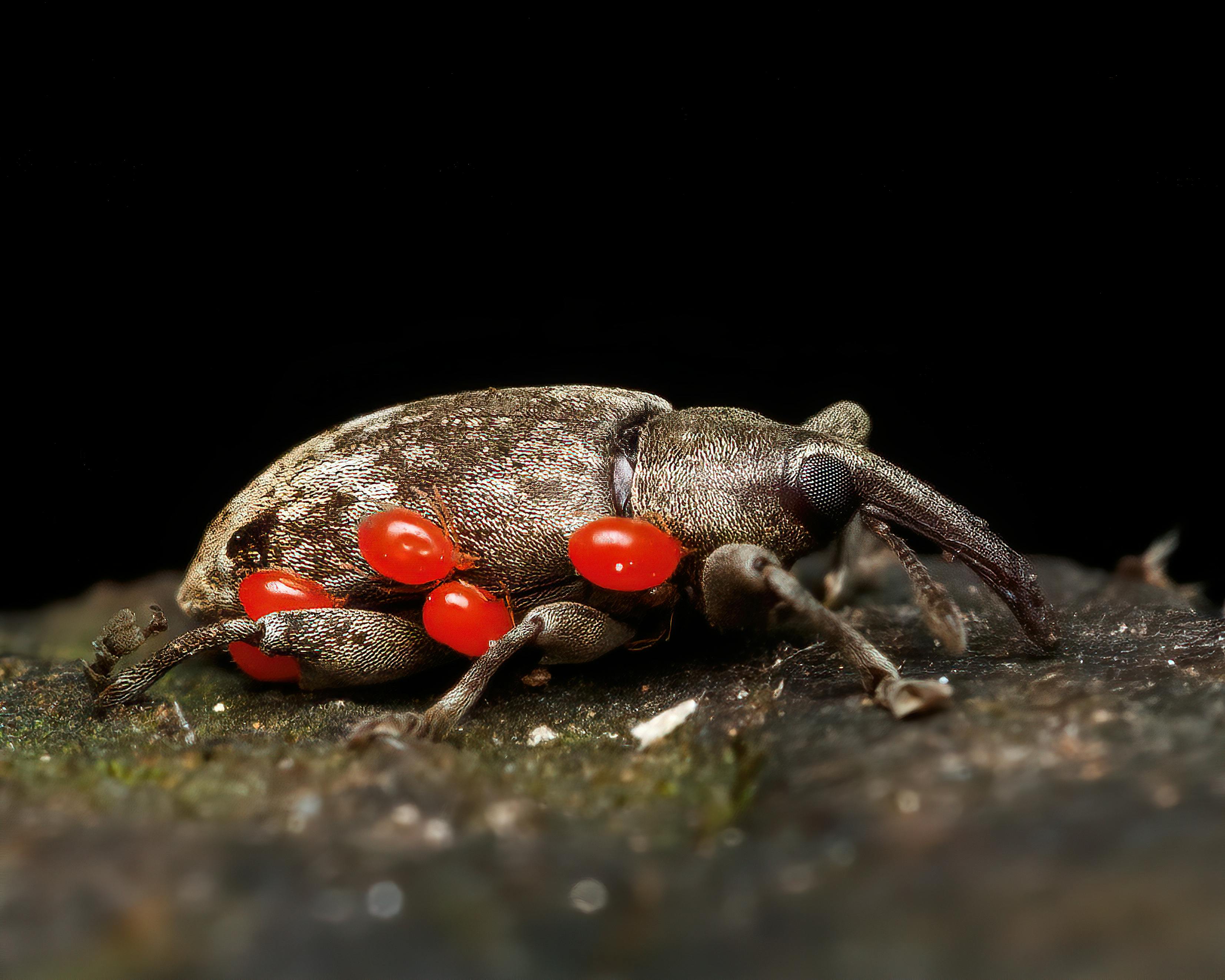 Weevil in Close Up · Free Stock Photo