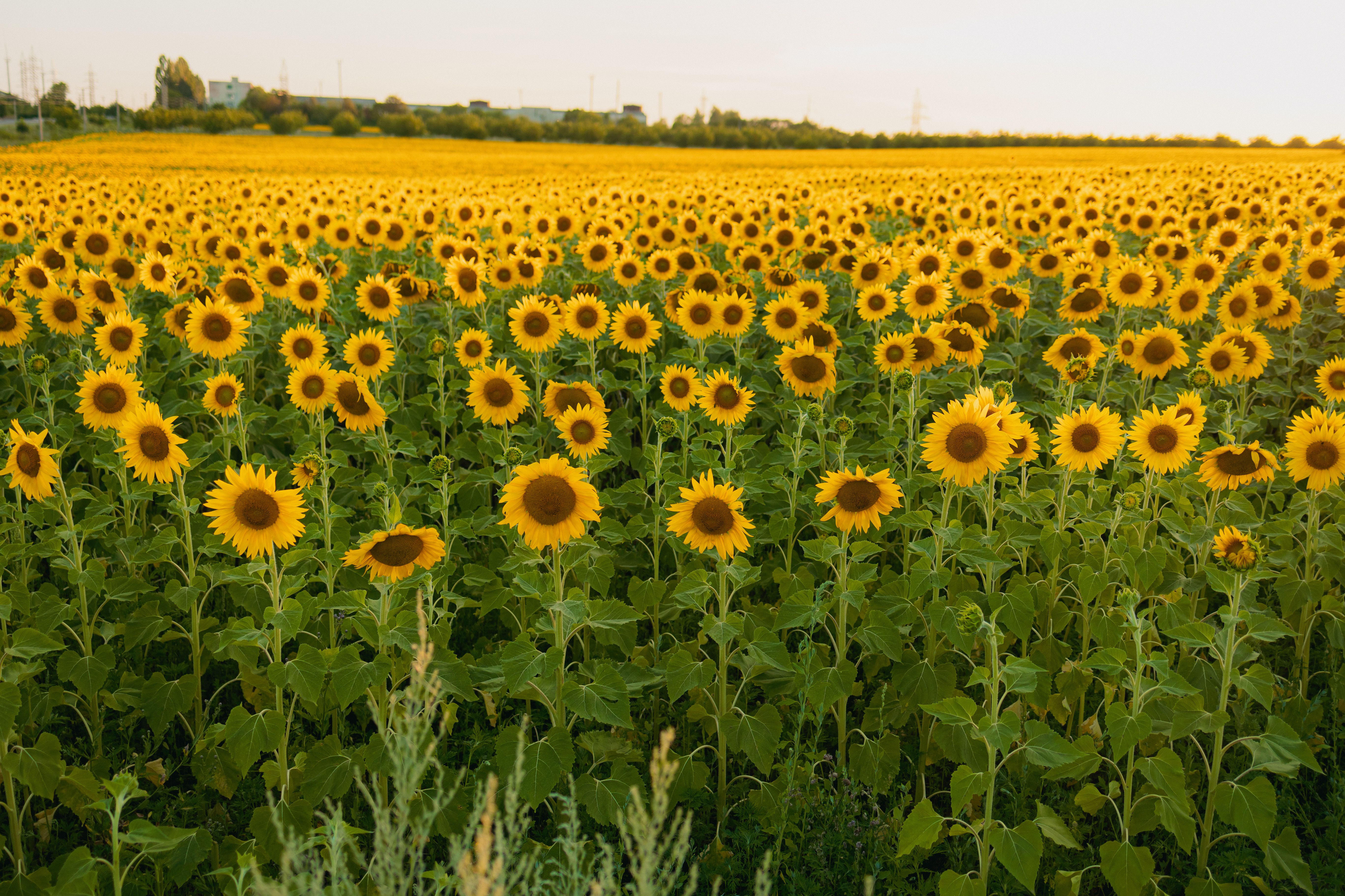 Landscape Photography of Sunflower Field during Sunset · Free Stock Photo