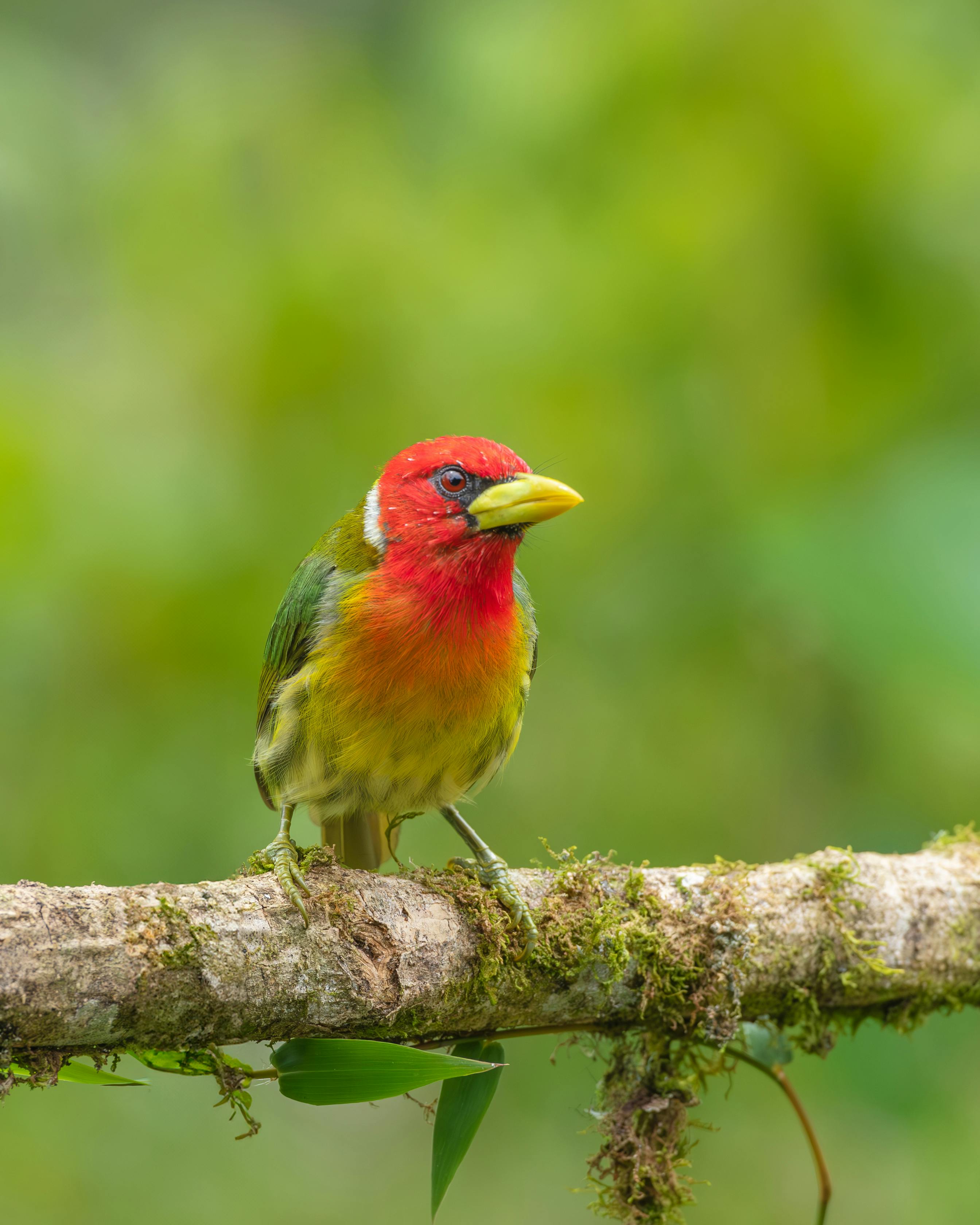 Yellow Breasted Bird Photos, Download The BEST Free Yellow Breasted ...
