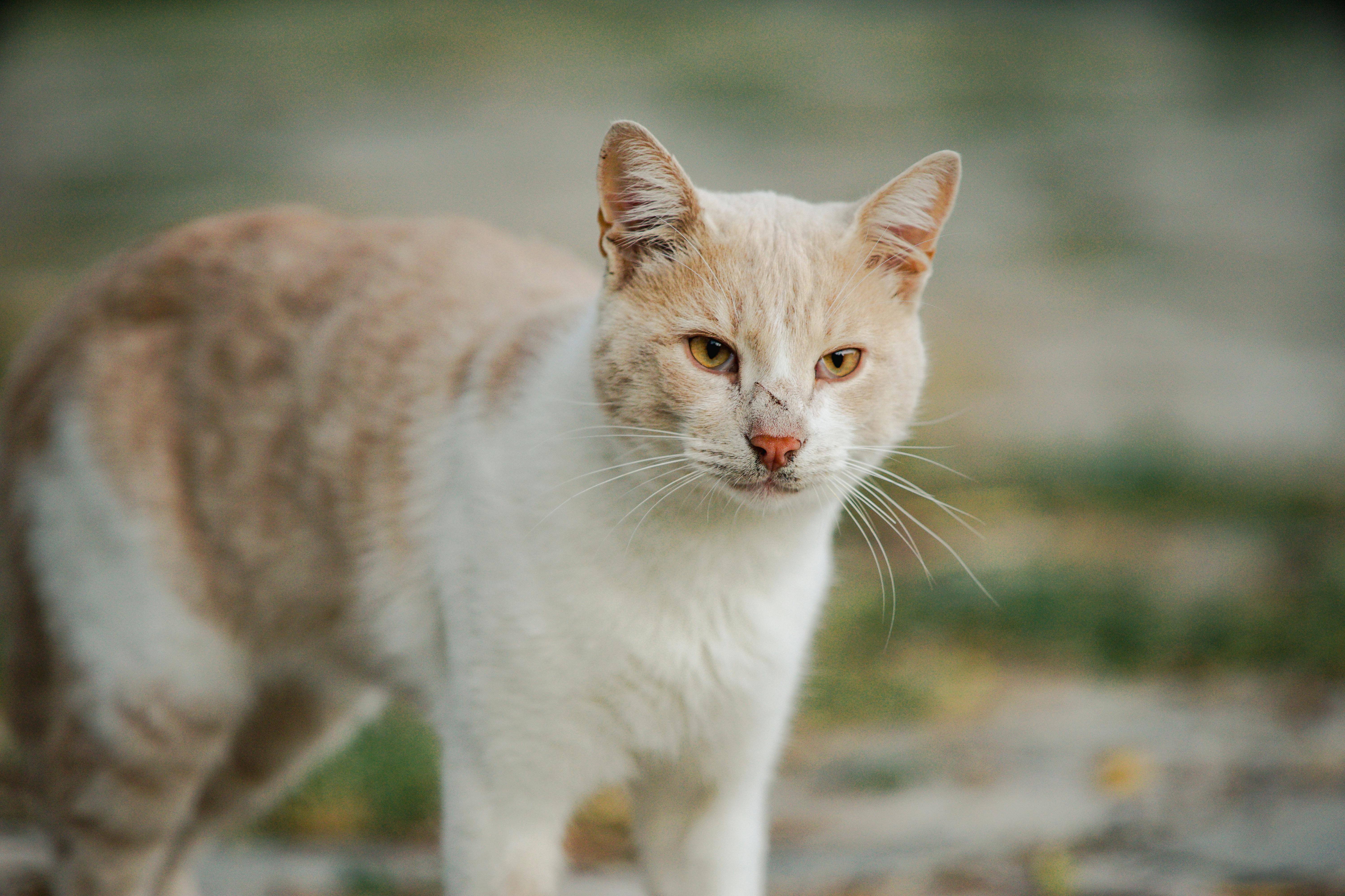 kedi · Free Stock Photo