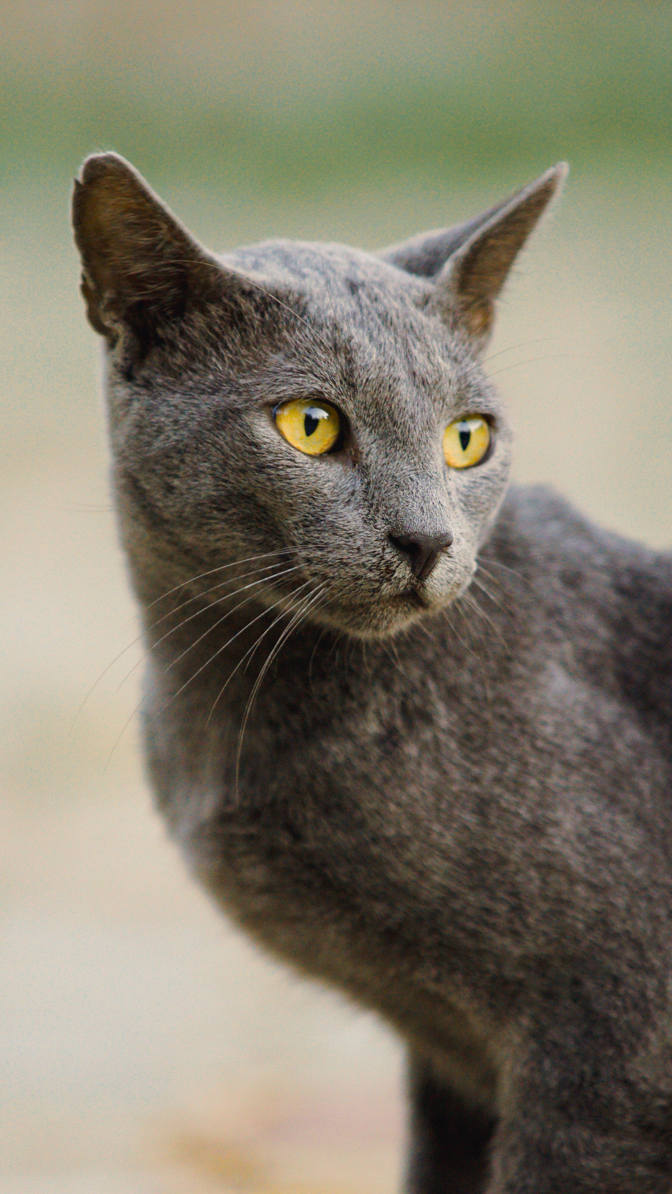 gri kedi mavi · Free Stock Photo