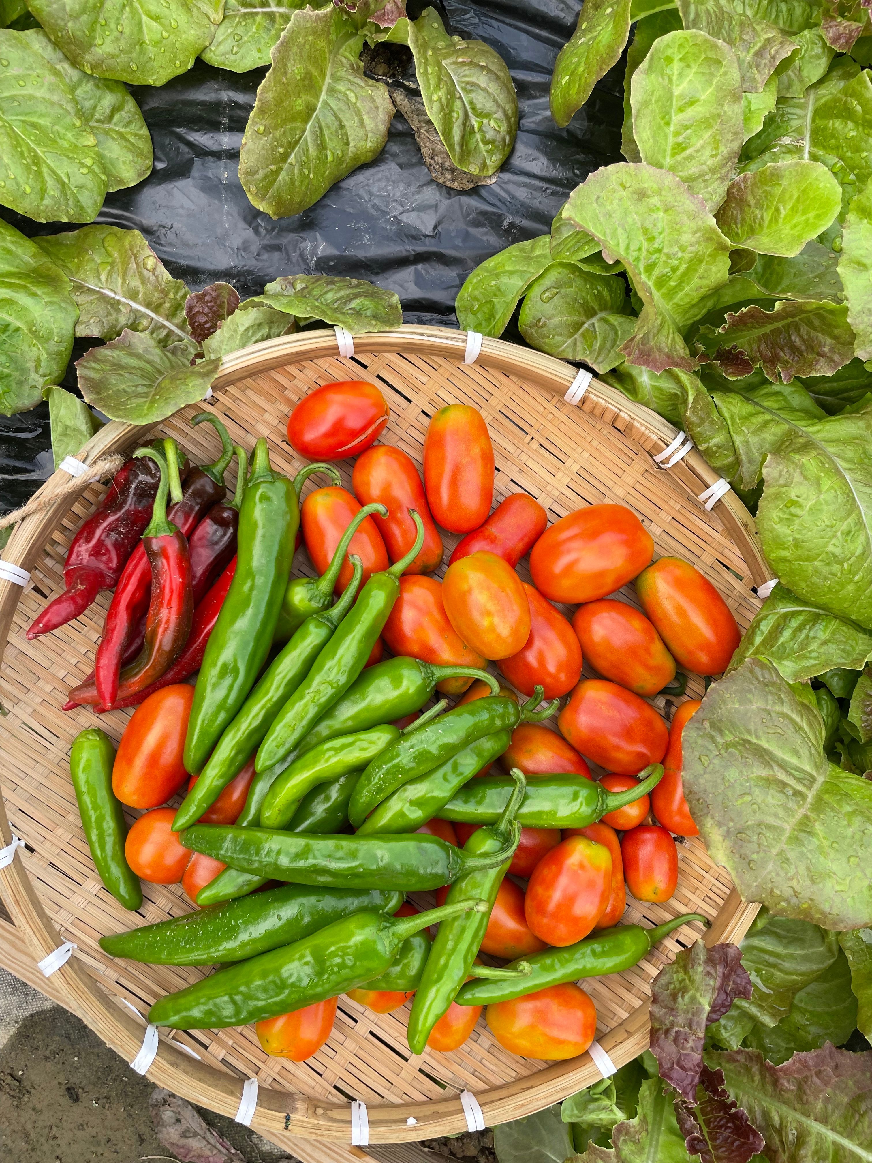 natural vegetables · Free Stock Photo