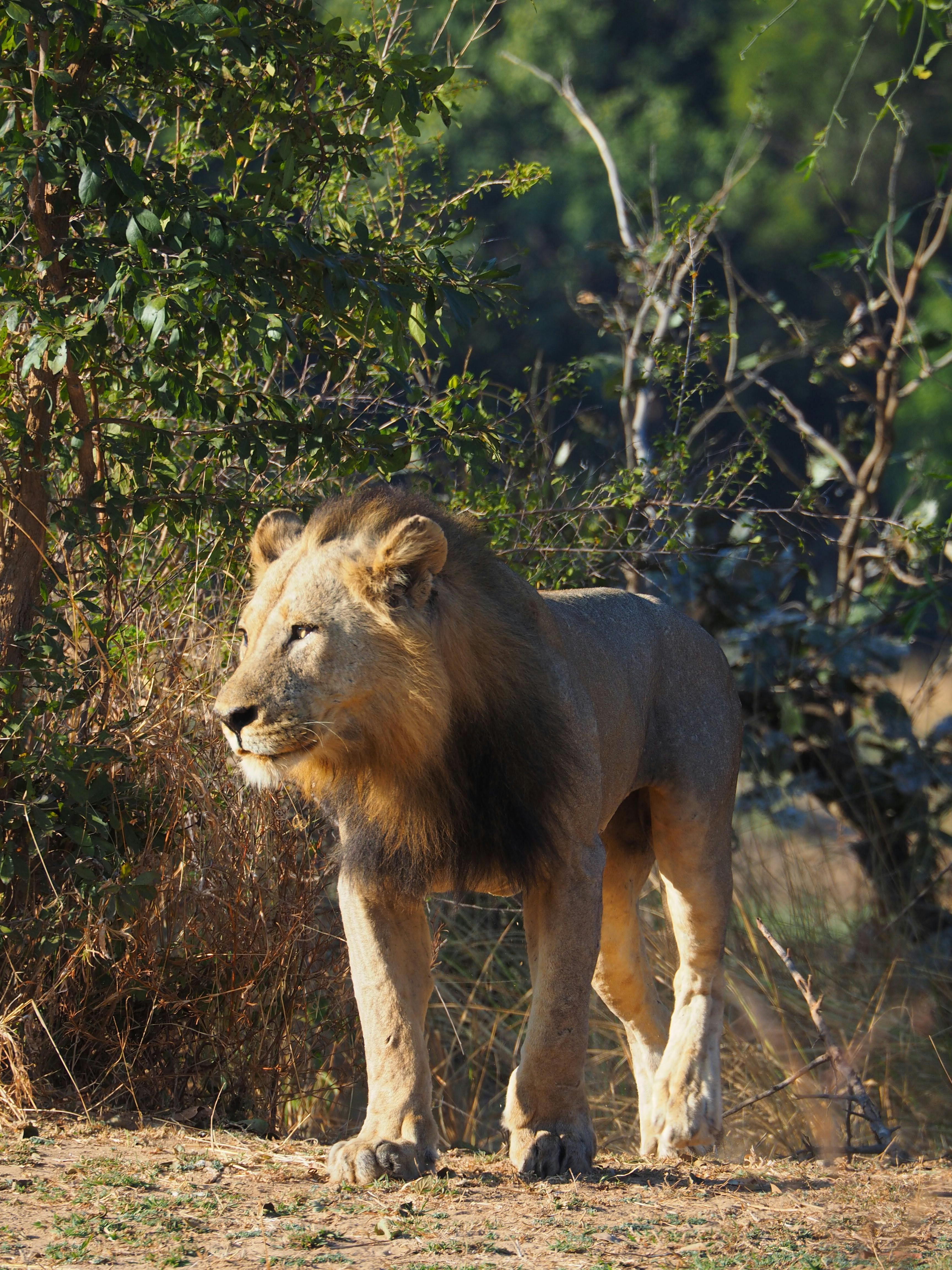 Animation Jungle Photos, Download The BEST Free Animation Jungle Stock ...