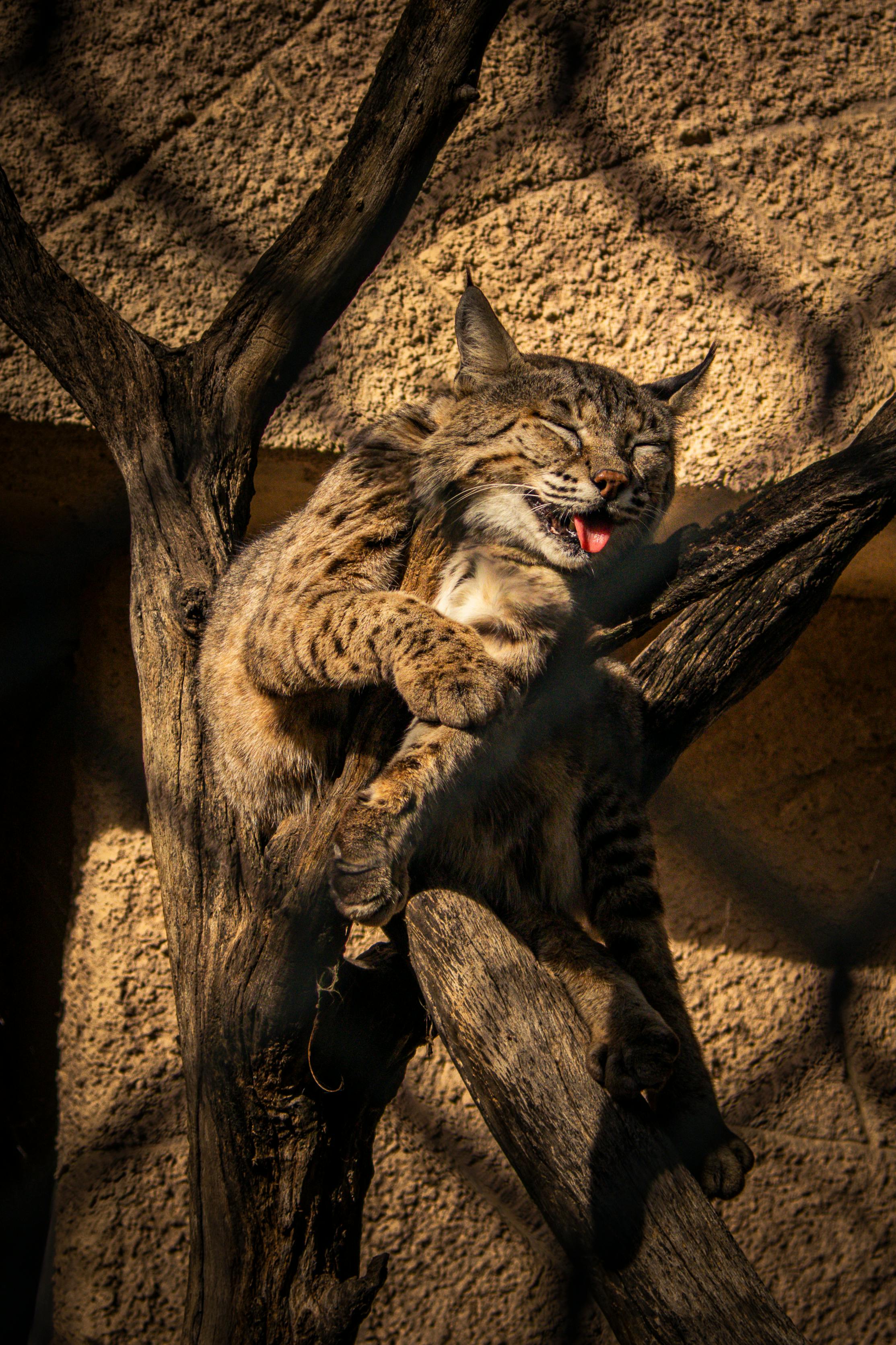A bobcat is sitting on a tree branch · Free Stock Photo