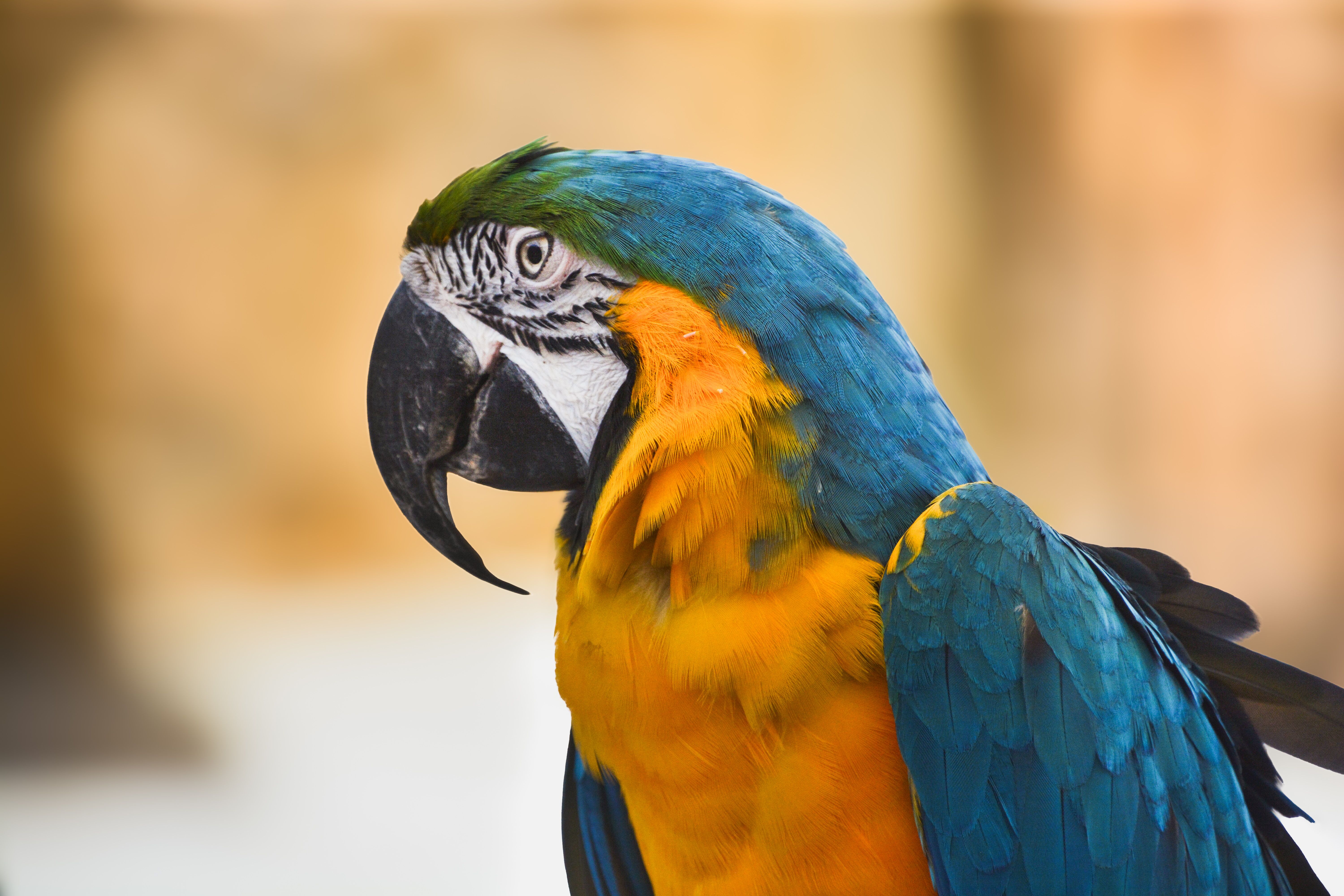 Photo gratuite de aile, amérique du sud, animal, ara, ara ararauna, ara ...