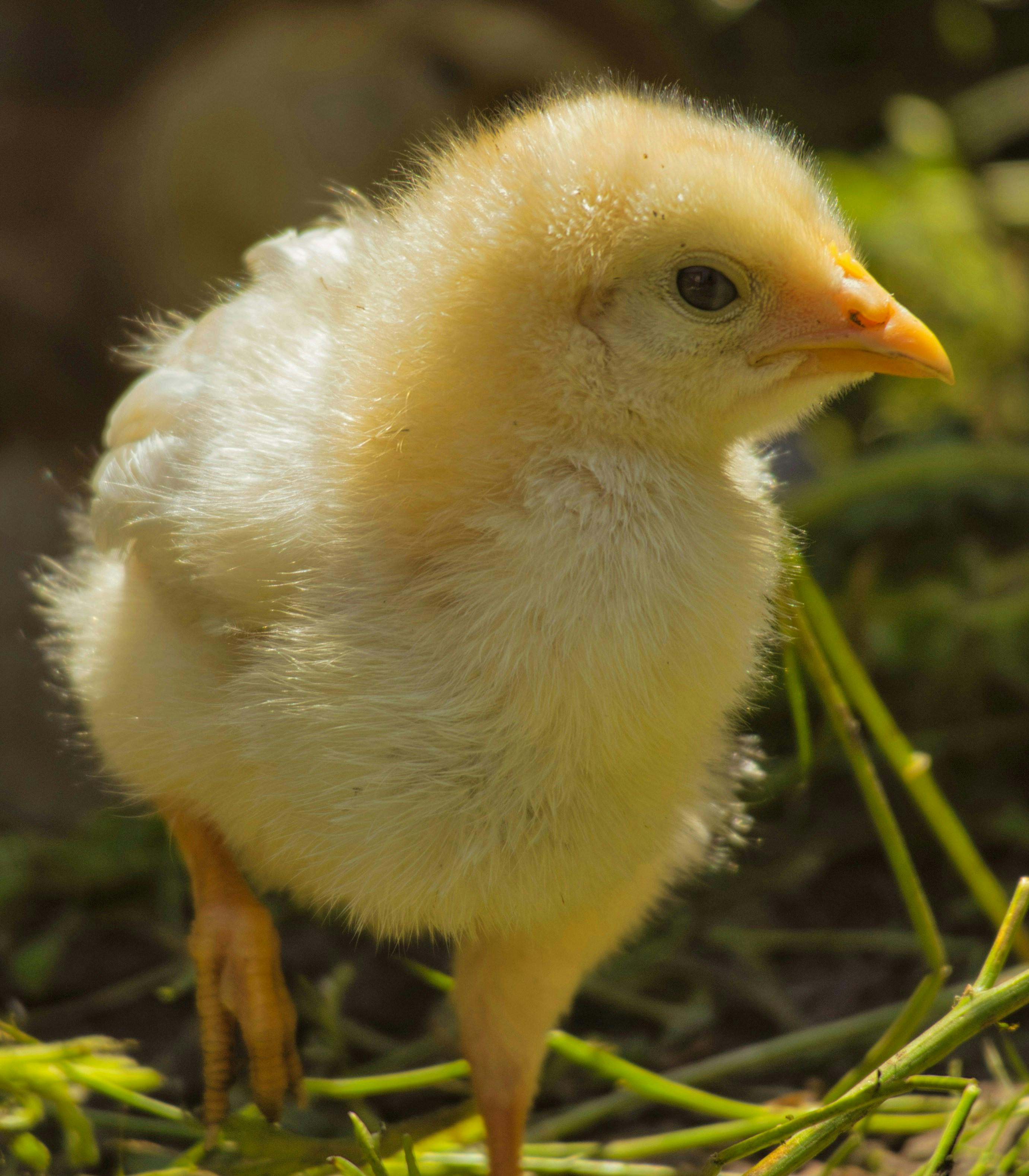 Foto de stock gratuita sobre al aire libre, amarillo, animal ...