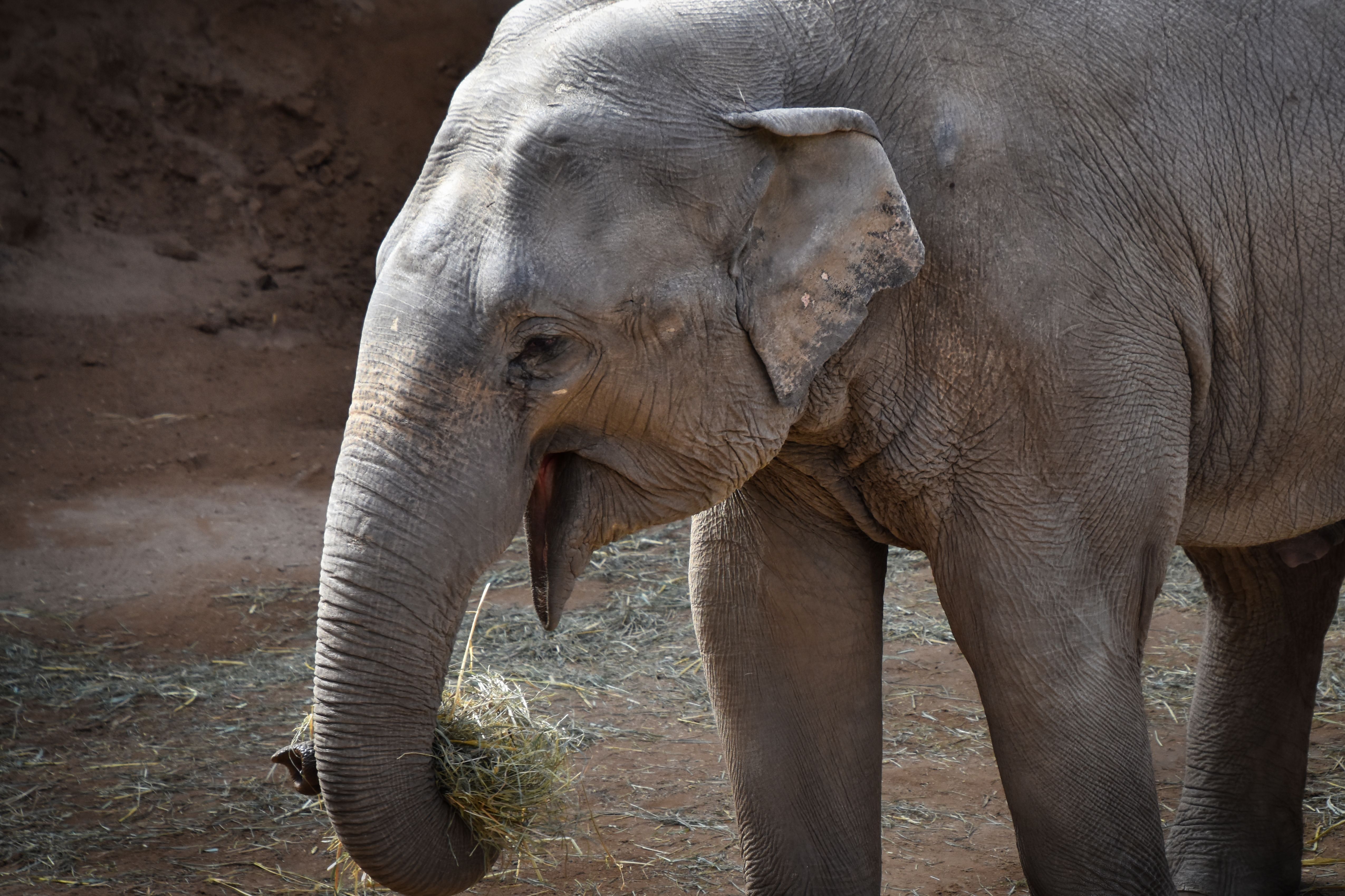 Grey Elephant Walking on Forest · Free Stock Photo