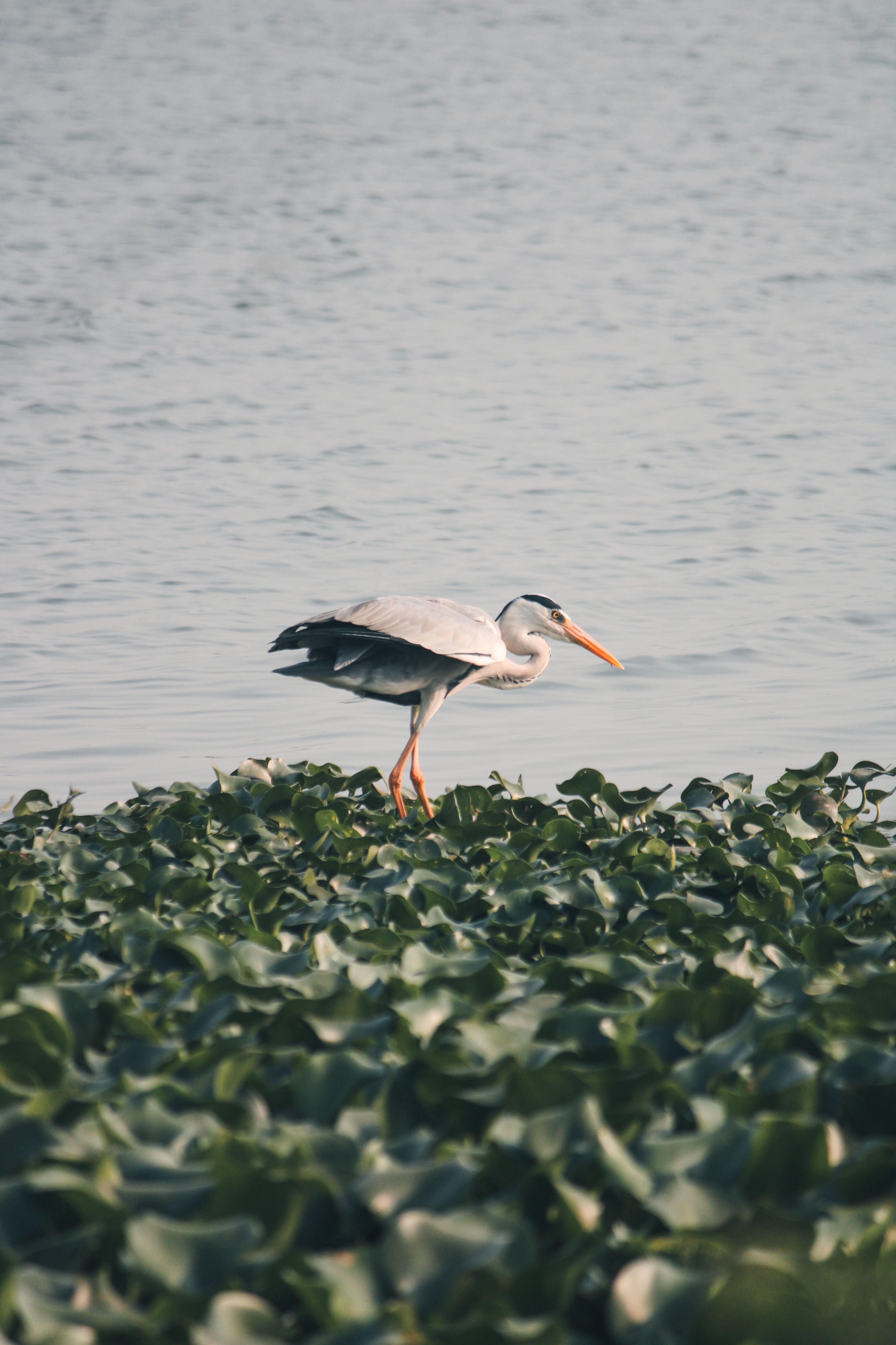 Indian Marsh Photos, Download The BEST Free Indian Marsh Stock Photos ...