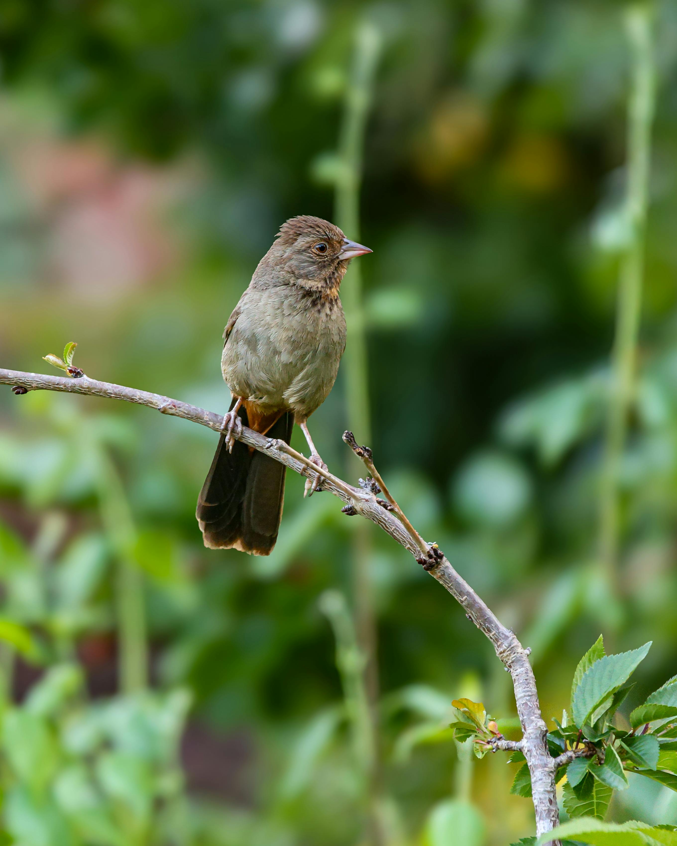 Two Sparrows on Branch Close-up Photography · Free Stock Photo