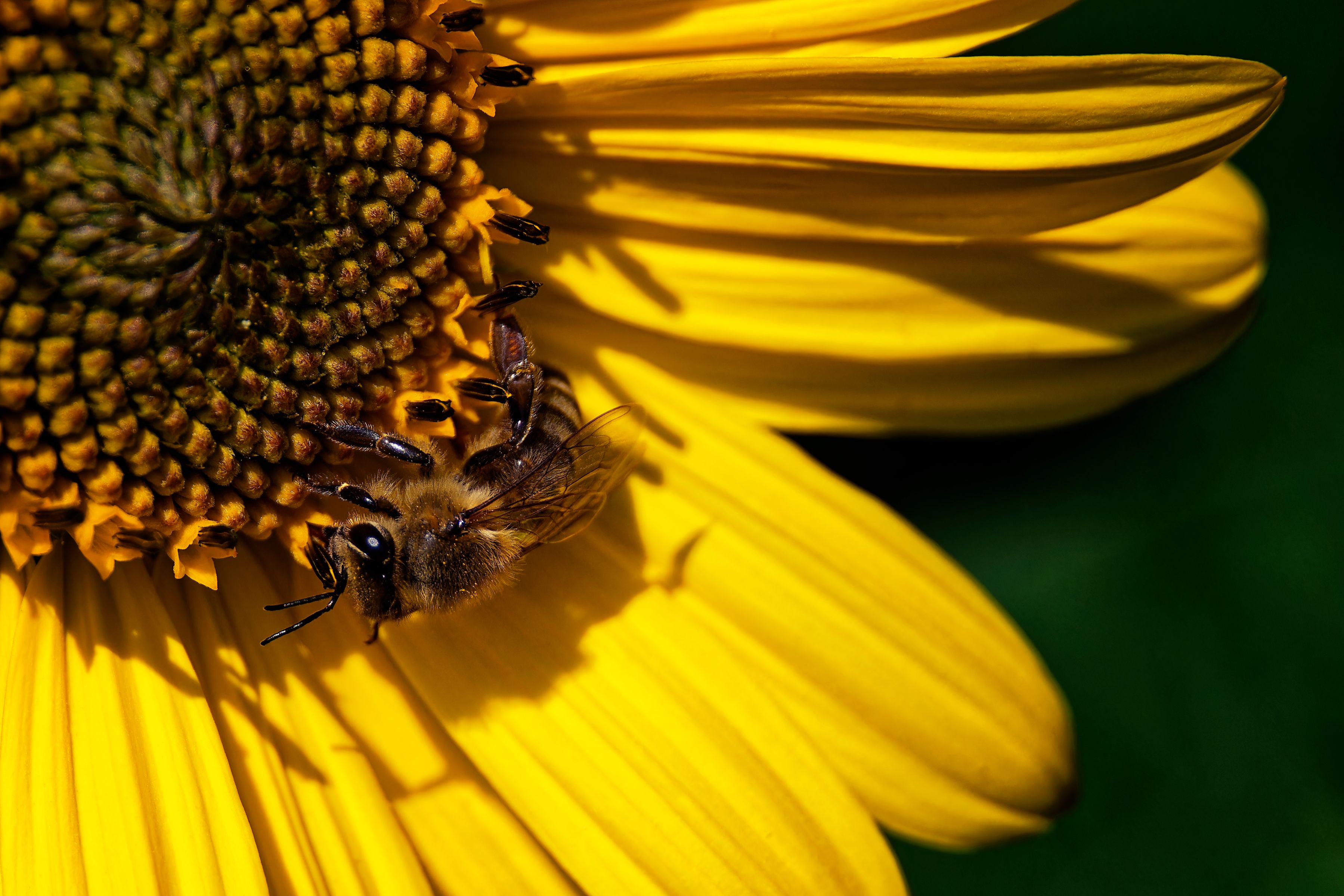Close-up of Bee on Yellow Flower · Free Stock Photo