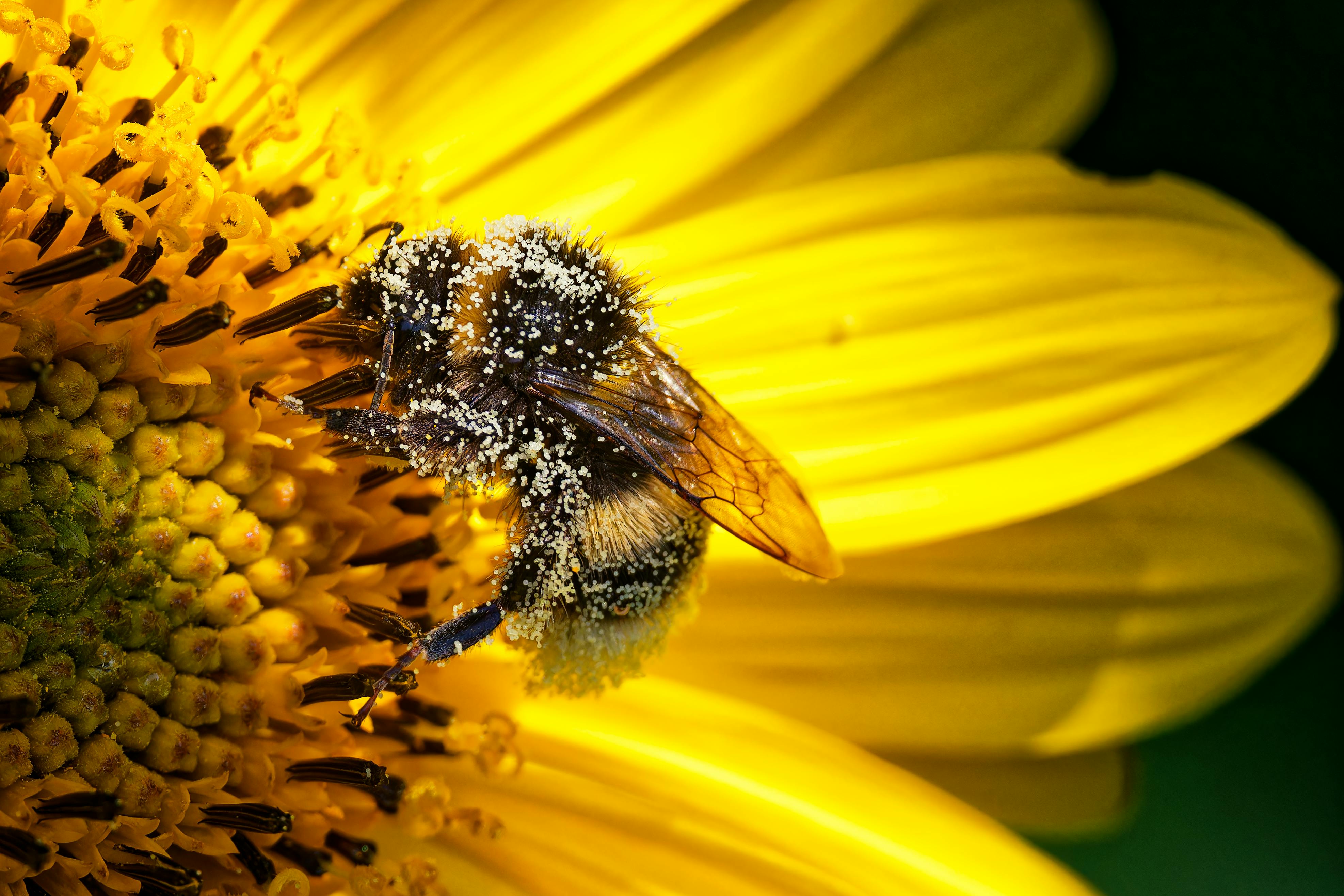 Close-up Photo of Bee in Flower · Free Stock Photo