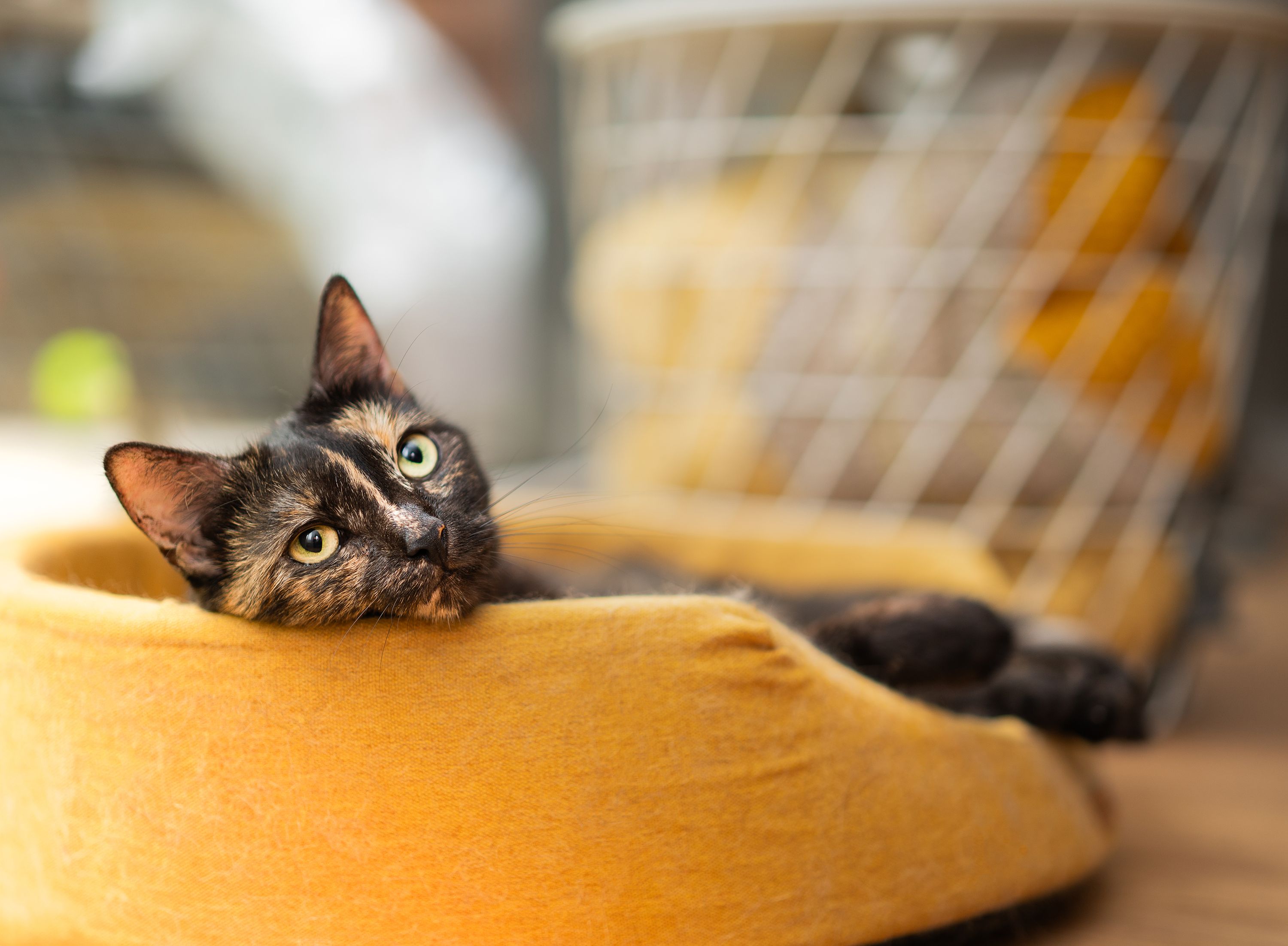 domestic cat, cozy home interior · Free Stock Photo