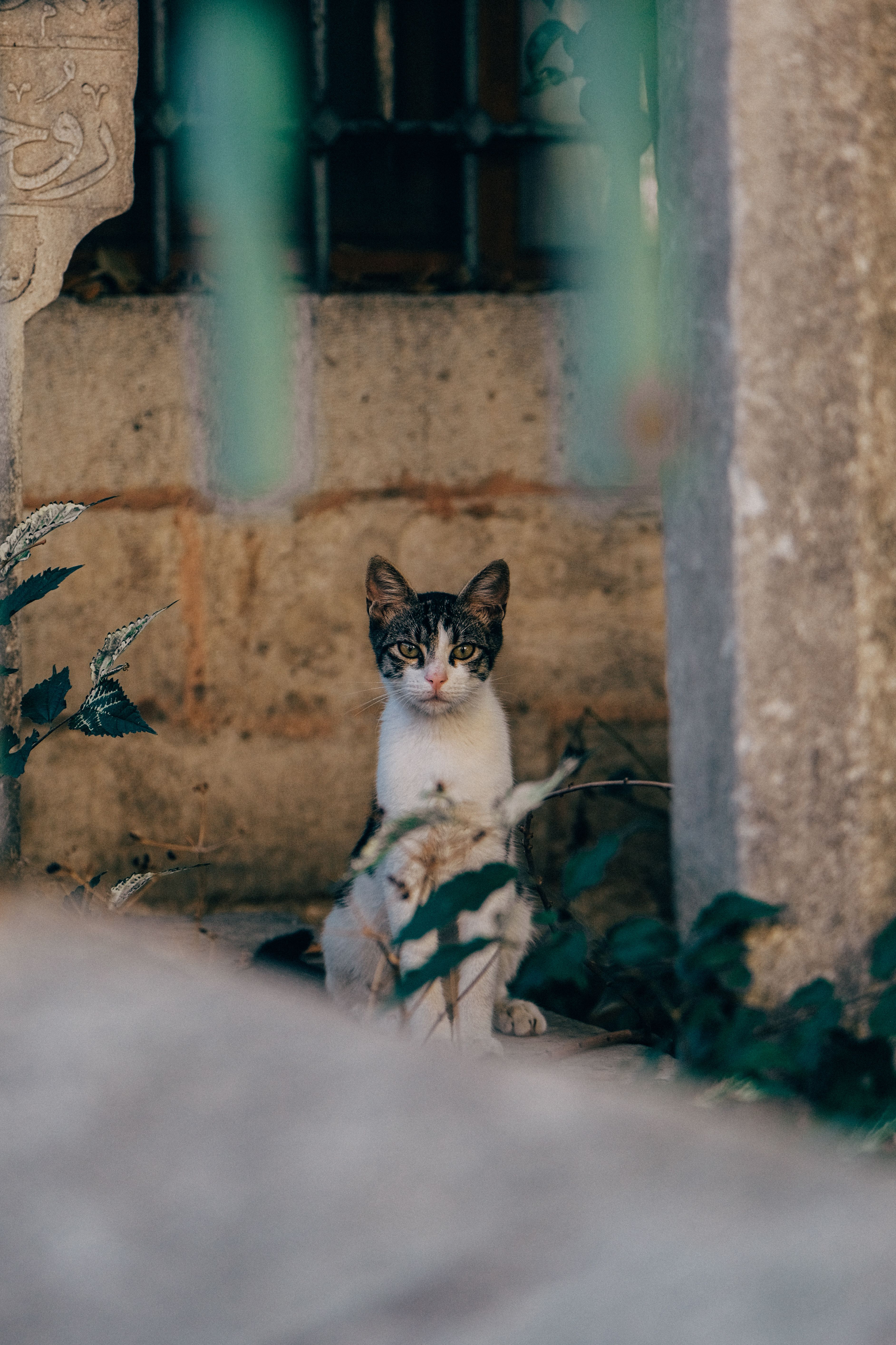 Tabby Cat Behind Rusty Bars in Sunlight · Free Stock Photo