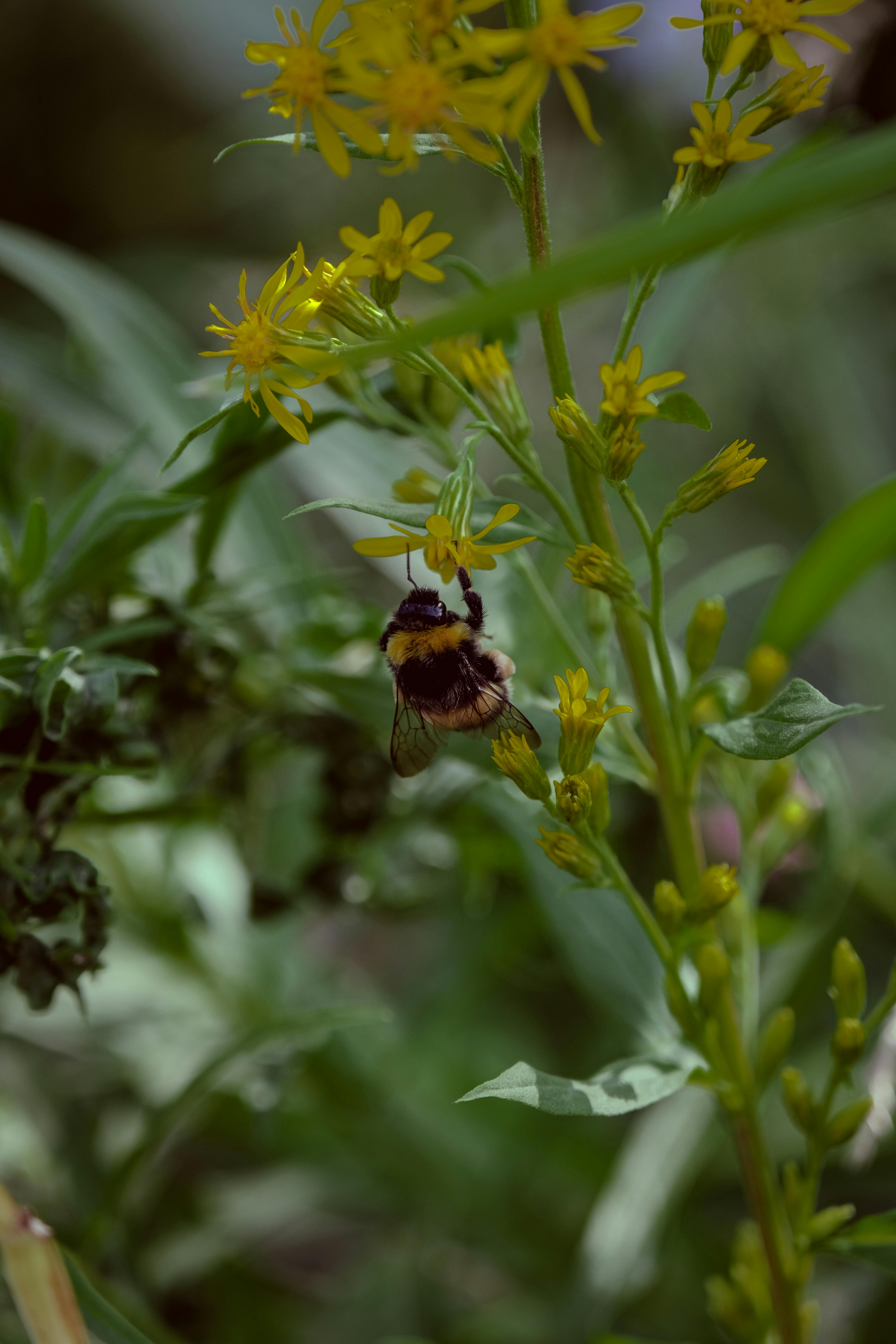 Selective Focus Photography of Bee on Flower · Free Stock Photo