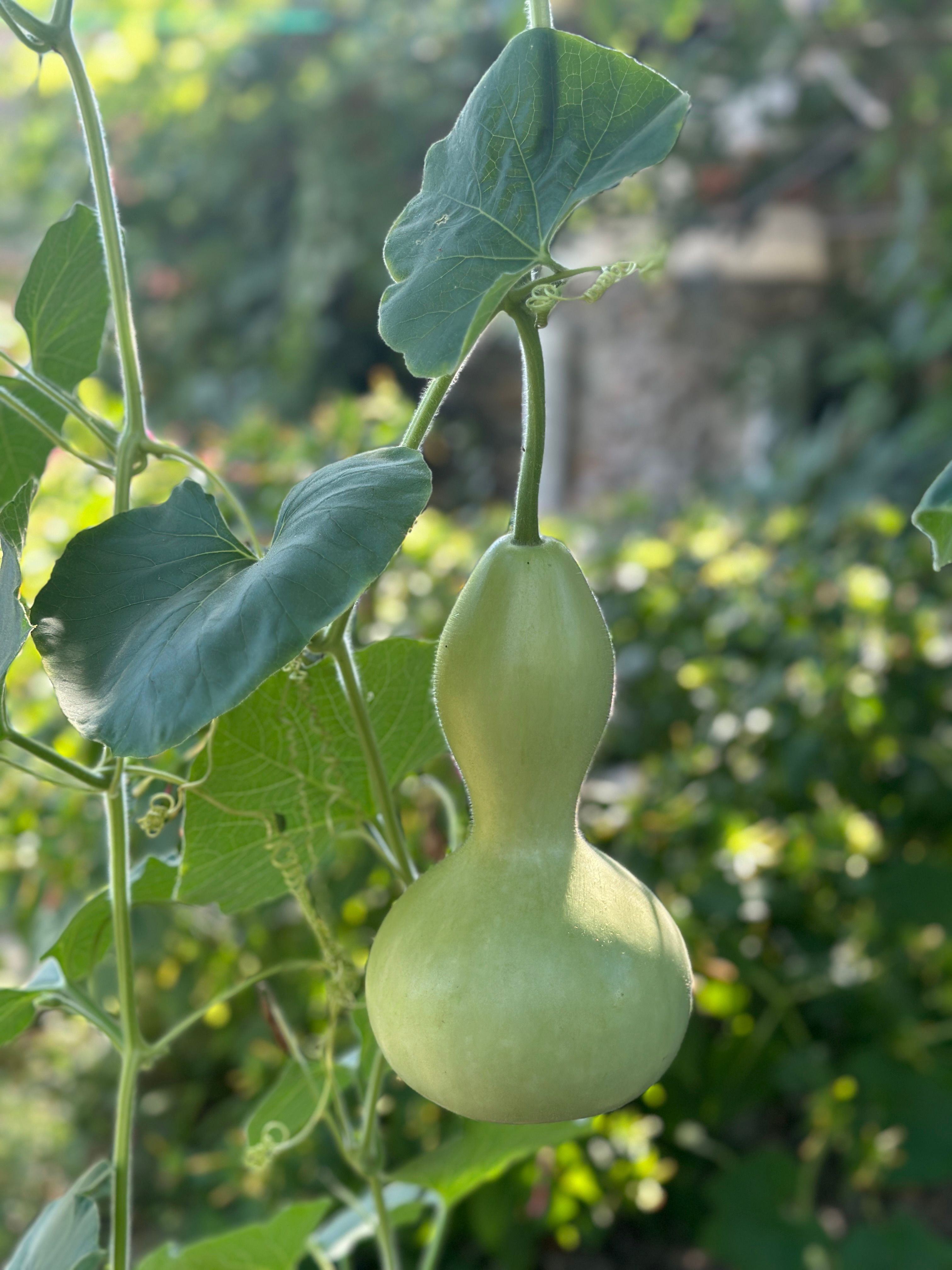 A gourd hanging from a vine with leaves · Free Stock Photo