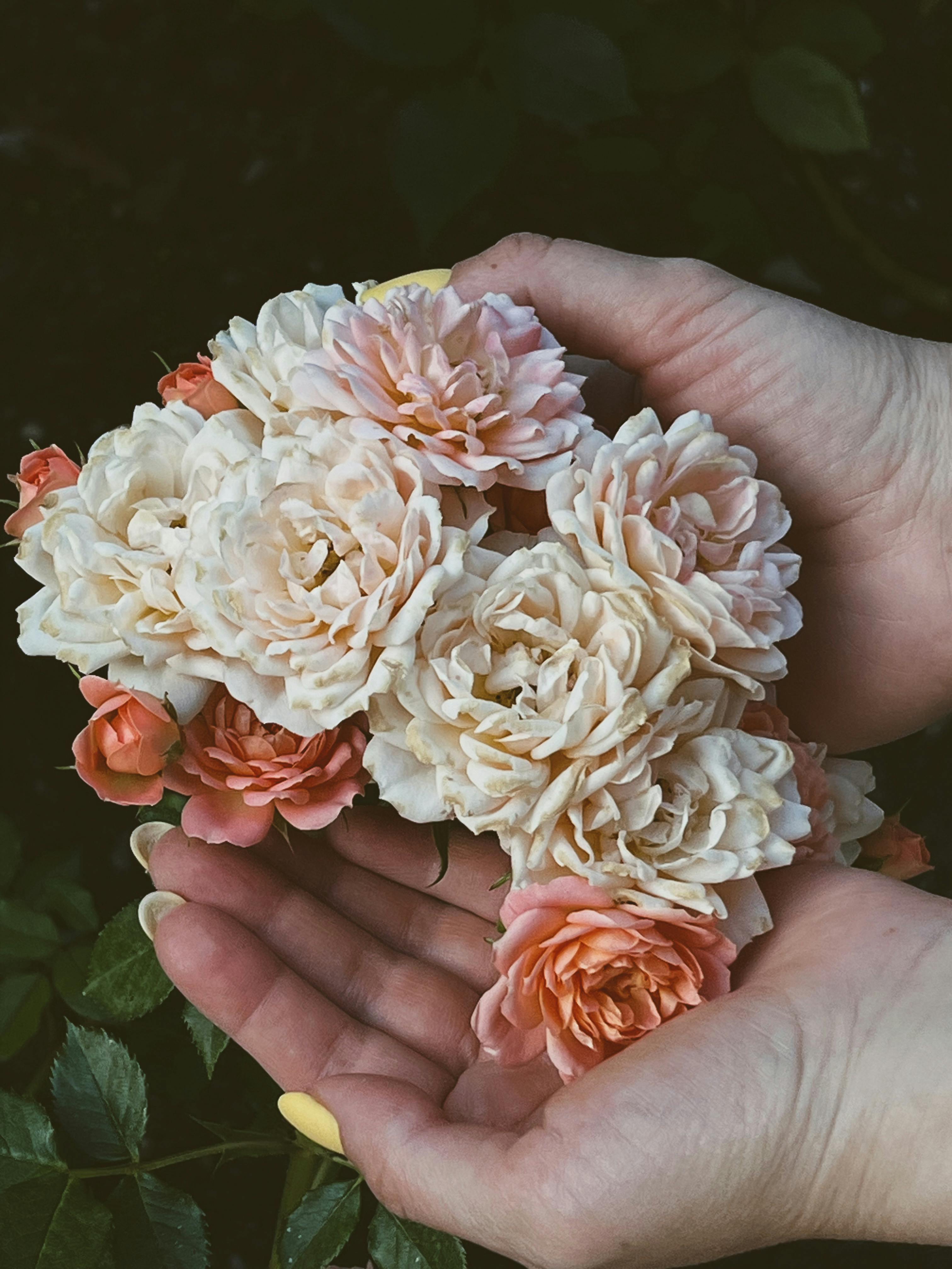 Pink Rose Flower · Free Stock Photo