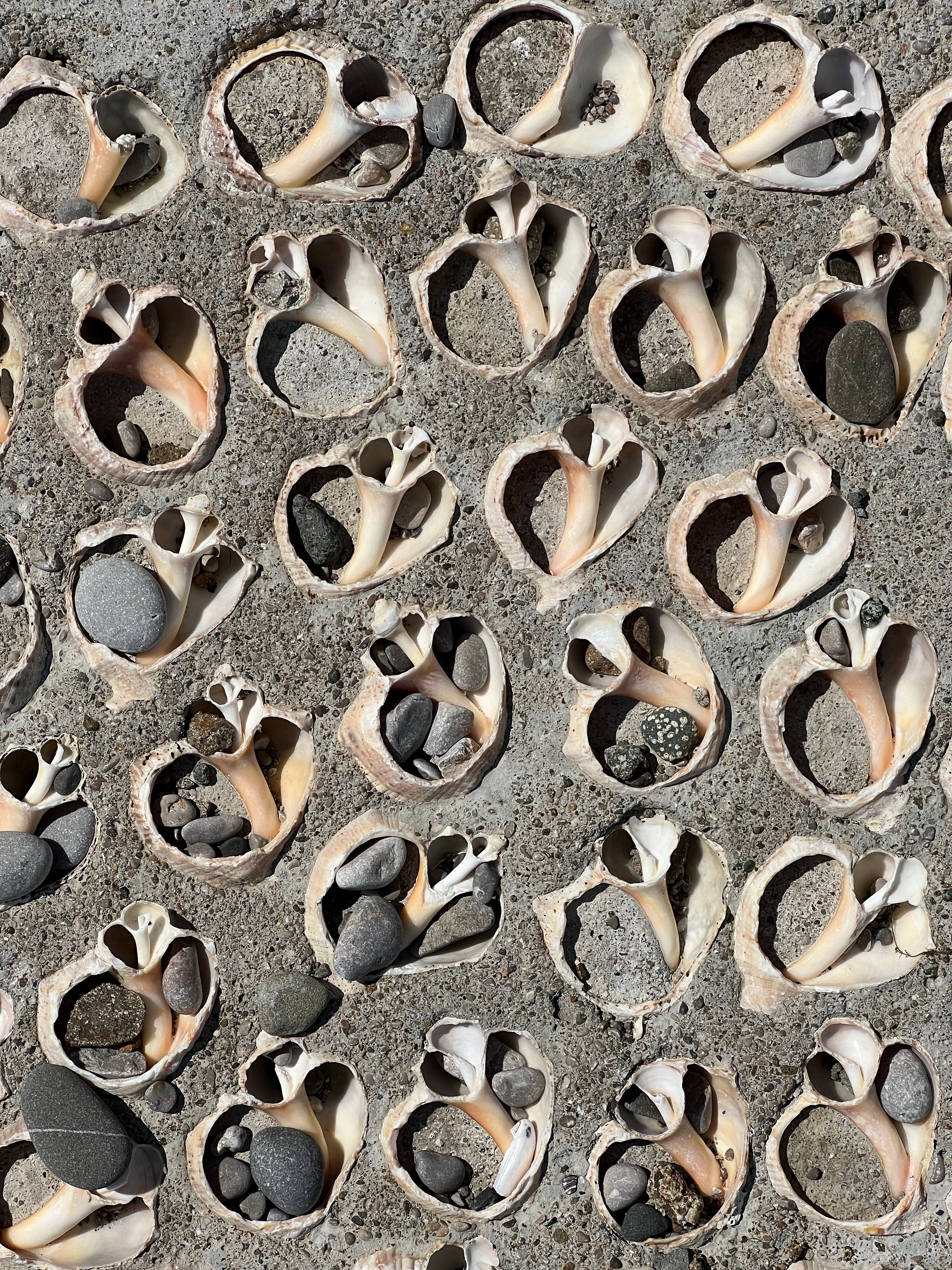 A close up of a concrete wall with shells · Free Stock Photo
