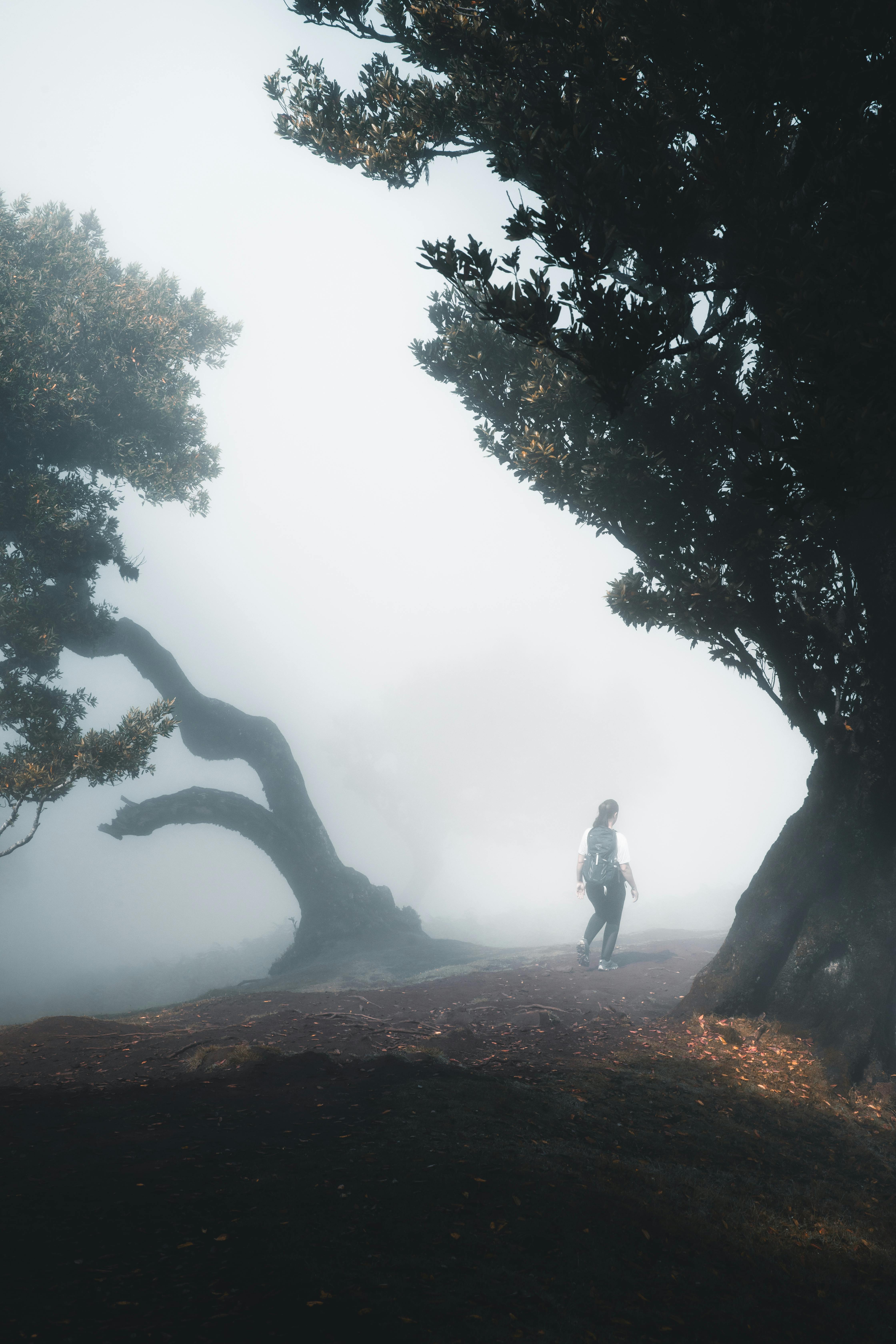 A person walking through the fog on a hill · Free Stock Photo
