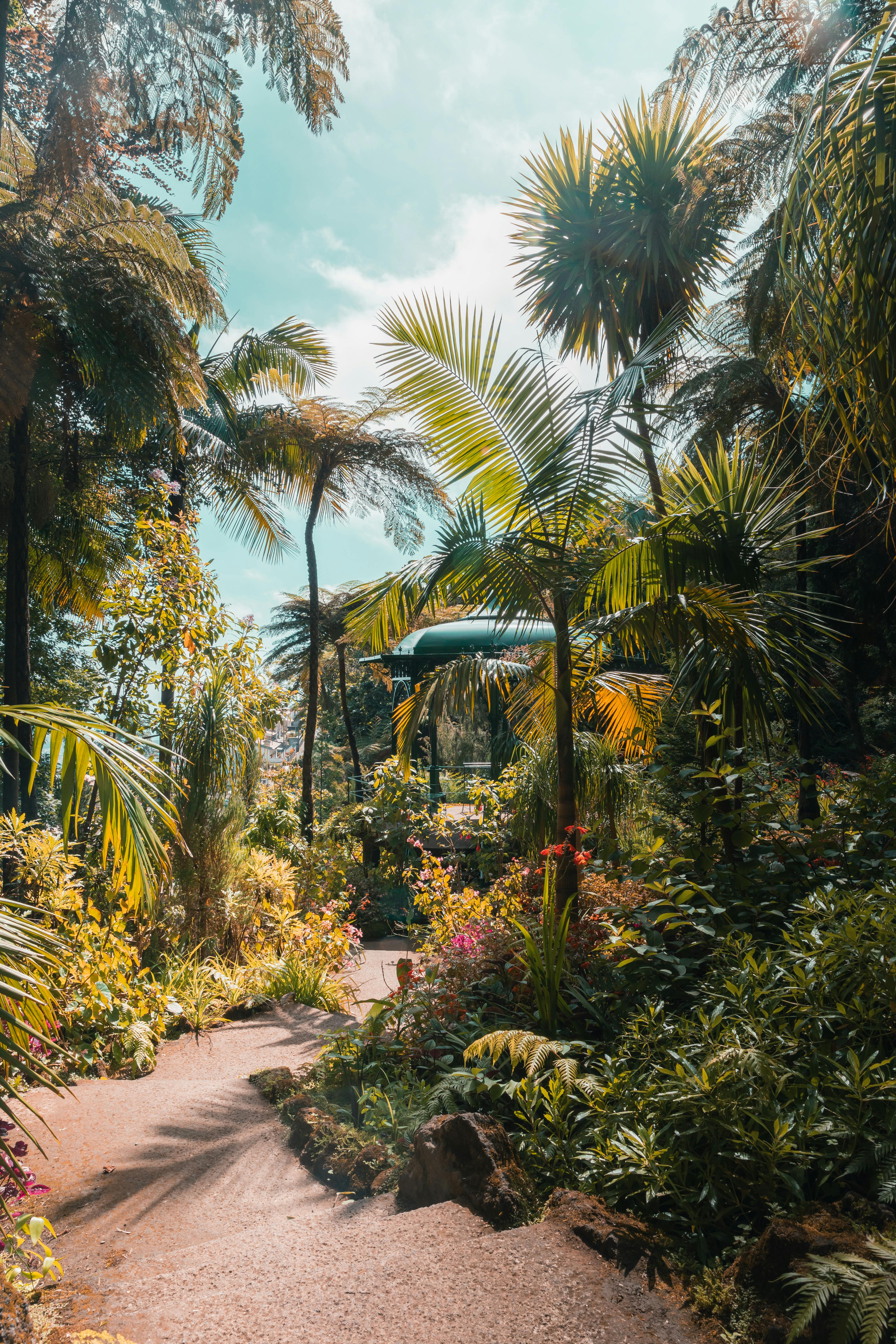 A pathway through a tropical garden with palm trees · Free Stock Photo