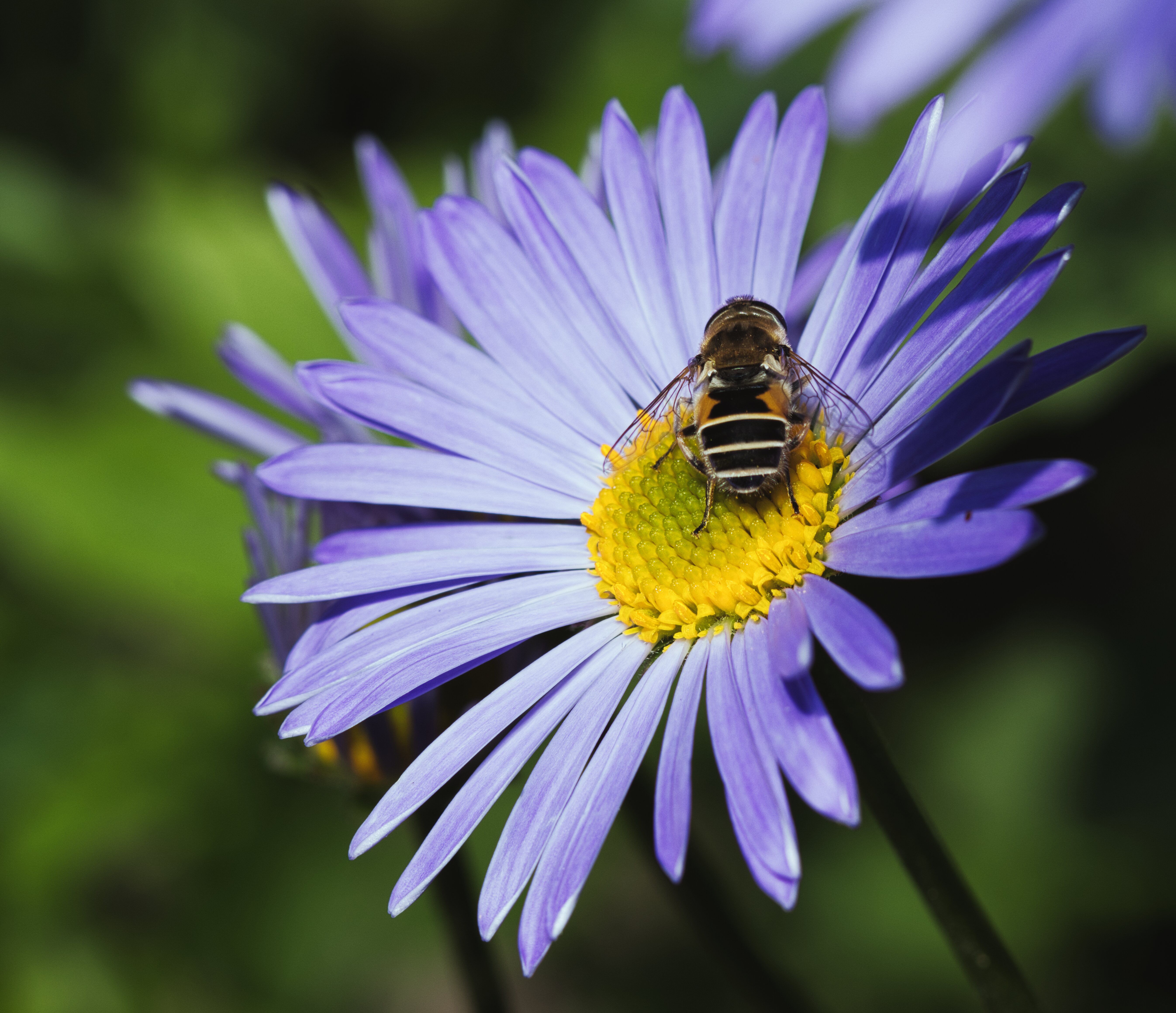 Macro Photography of Bee on a Flower · Free Stock Photo