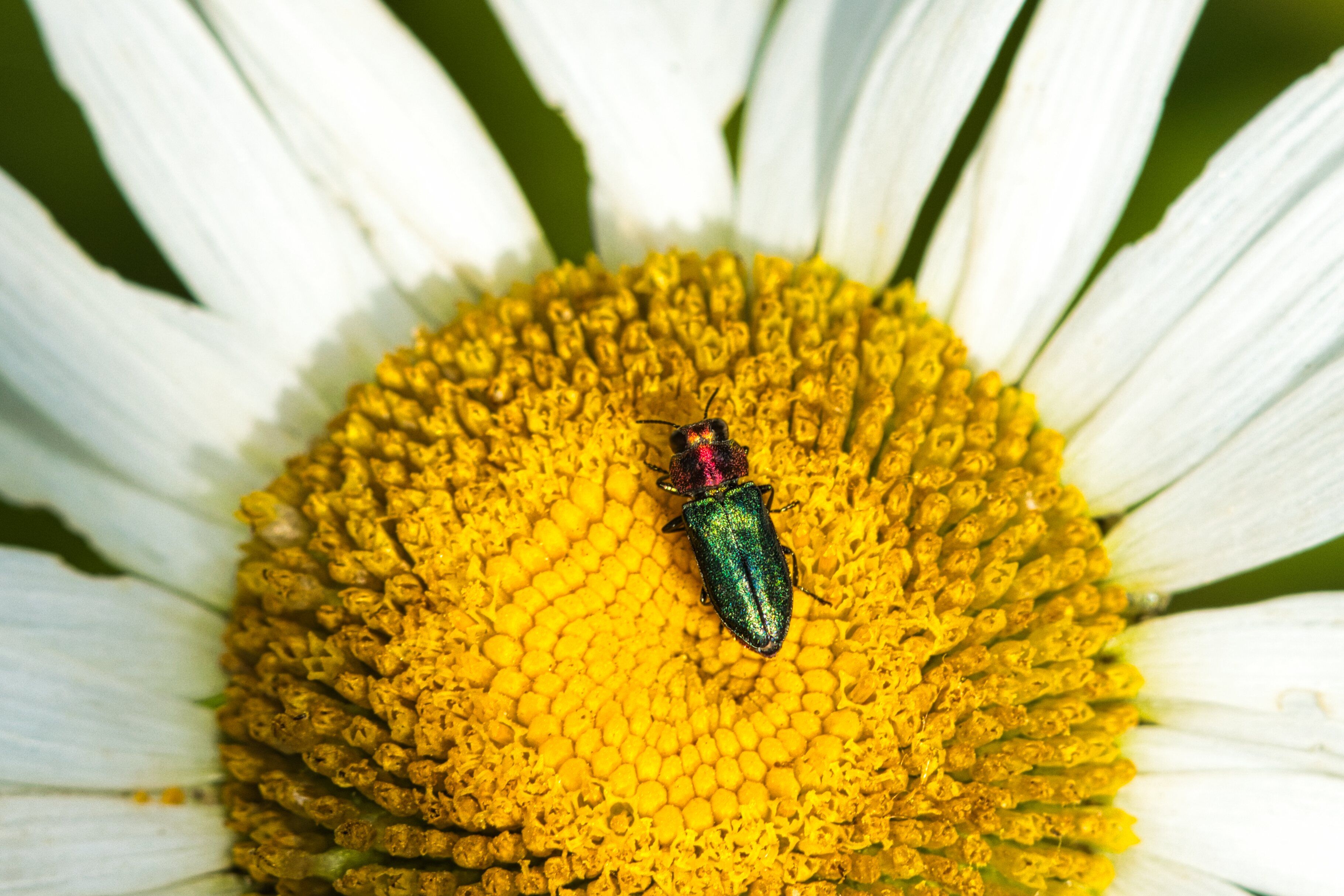 A green beetle sits on top of a white daisy · Free Stock Photo