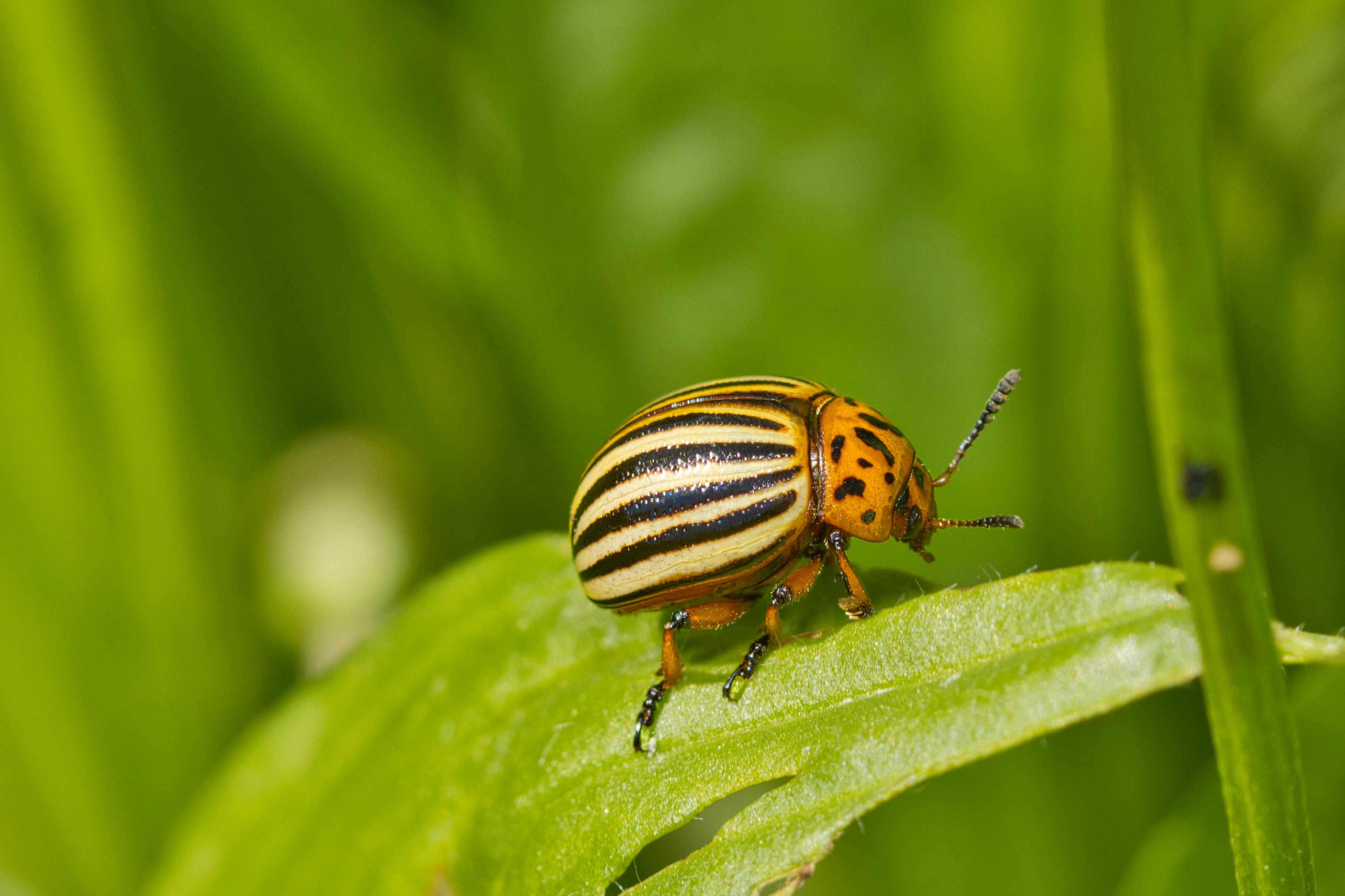 A striped beetle sitting on top of a green leaf · Free Stock Photo