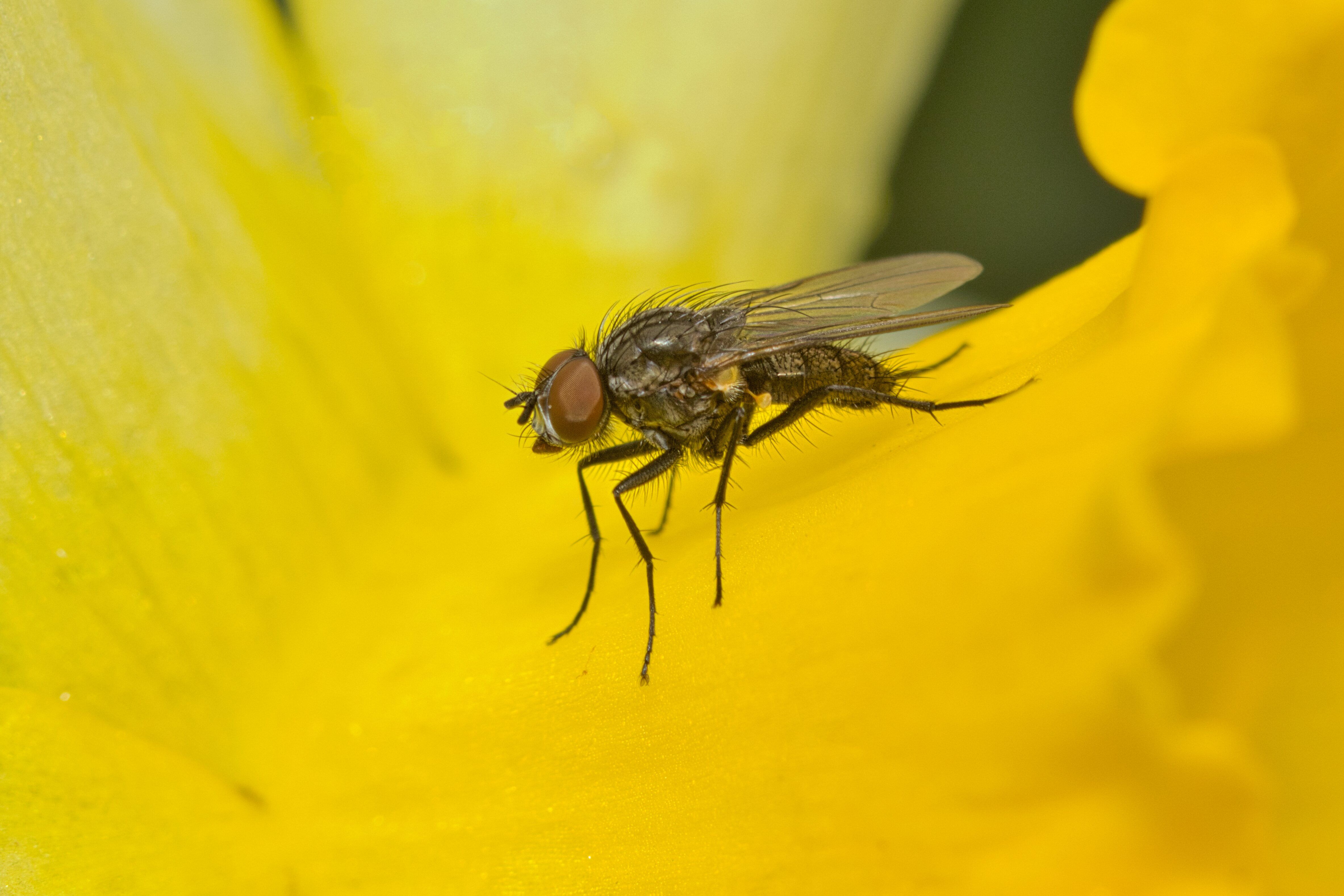 A fly is sitting on top of a yellow daffodil · Free Stock Photo