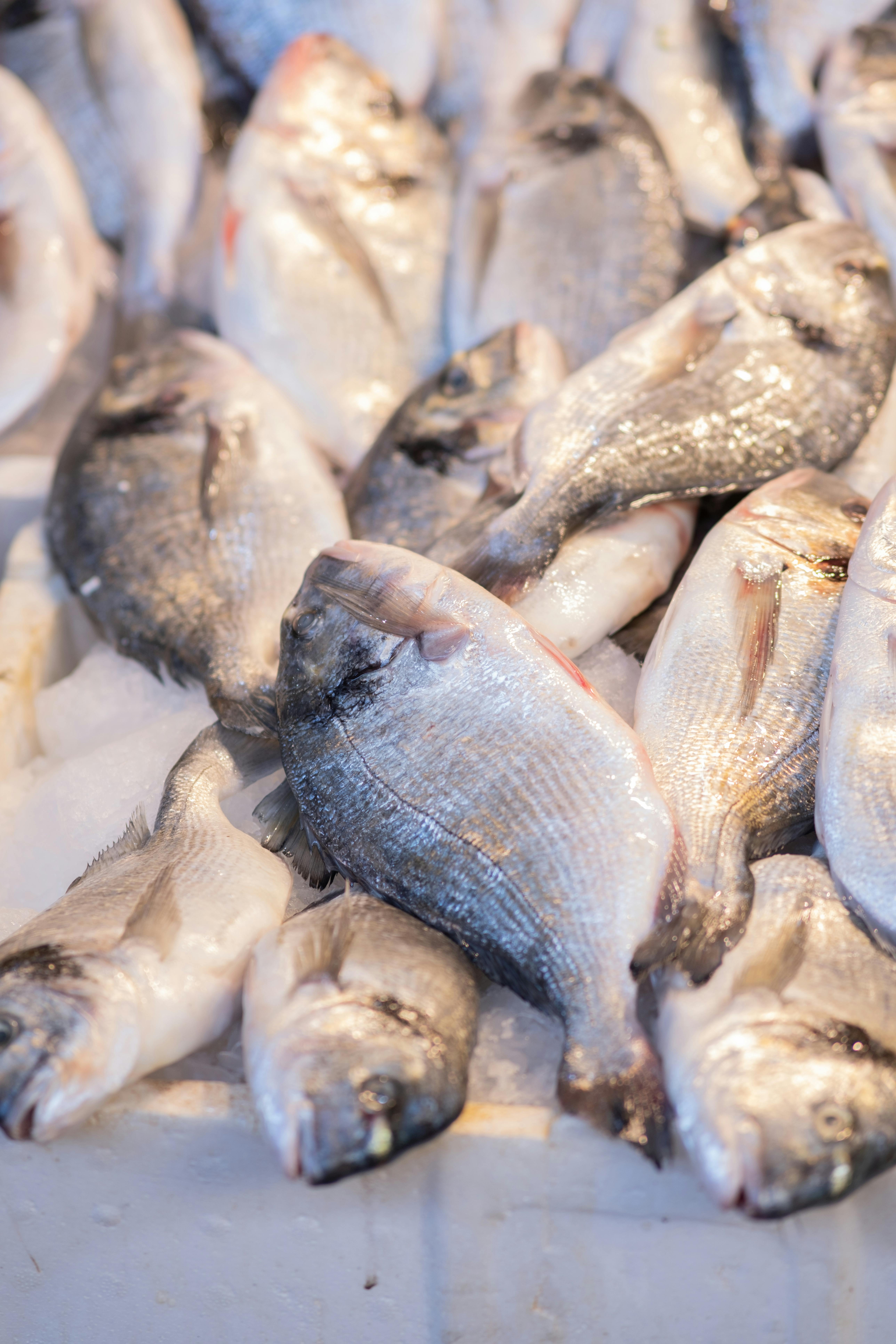 Fish Catch · Free Stock Photo