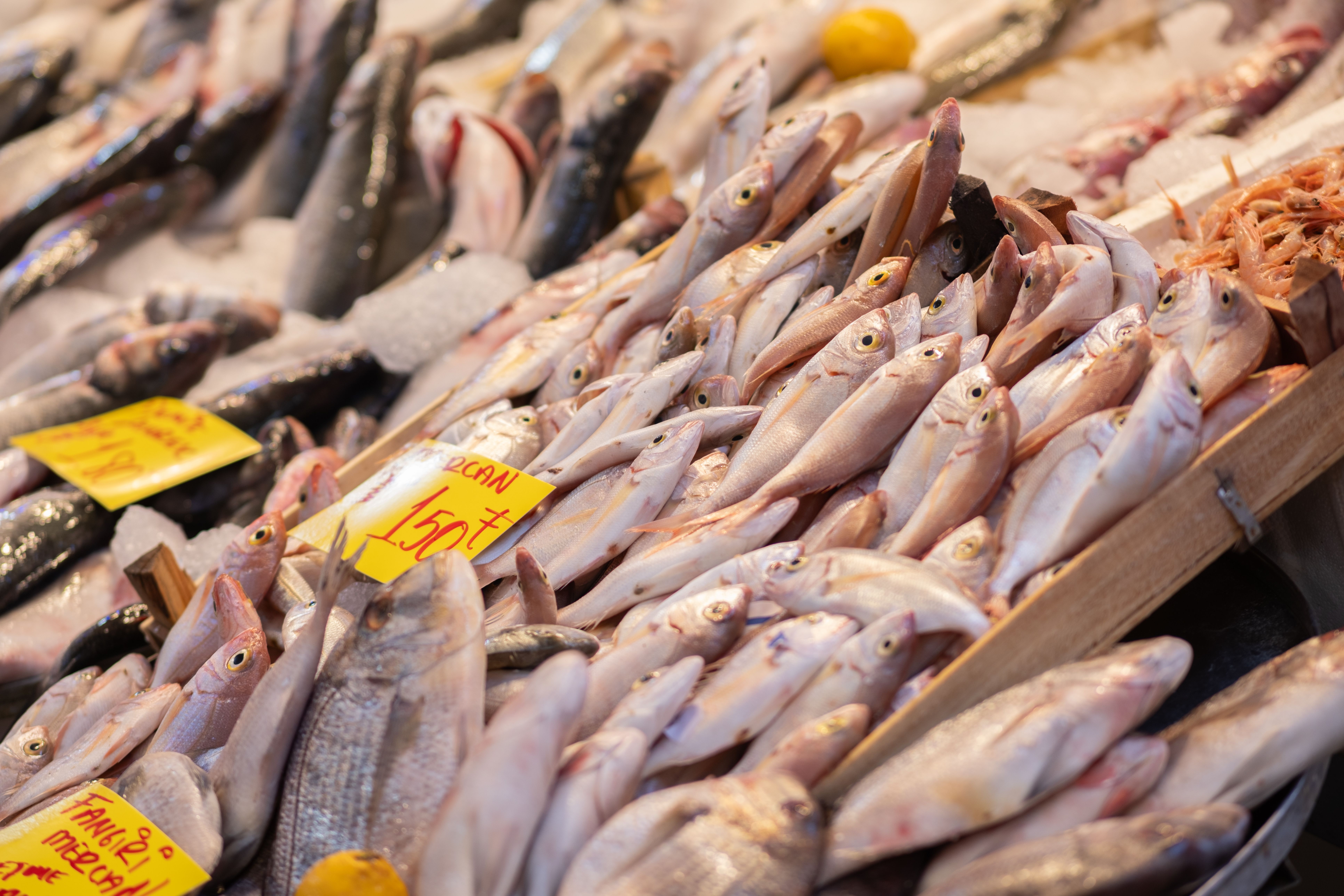 Fresh fish for sale at a market · Free Stock Photo