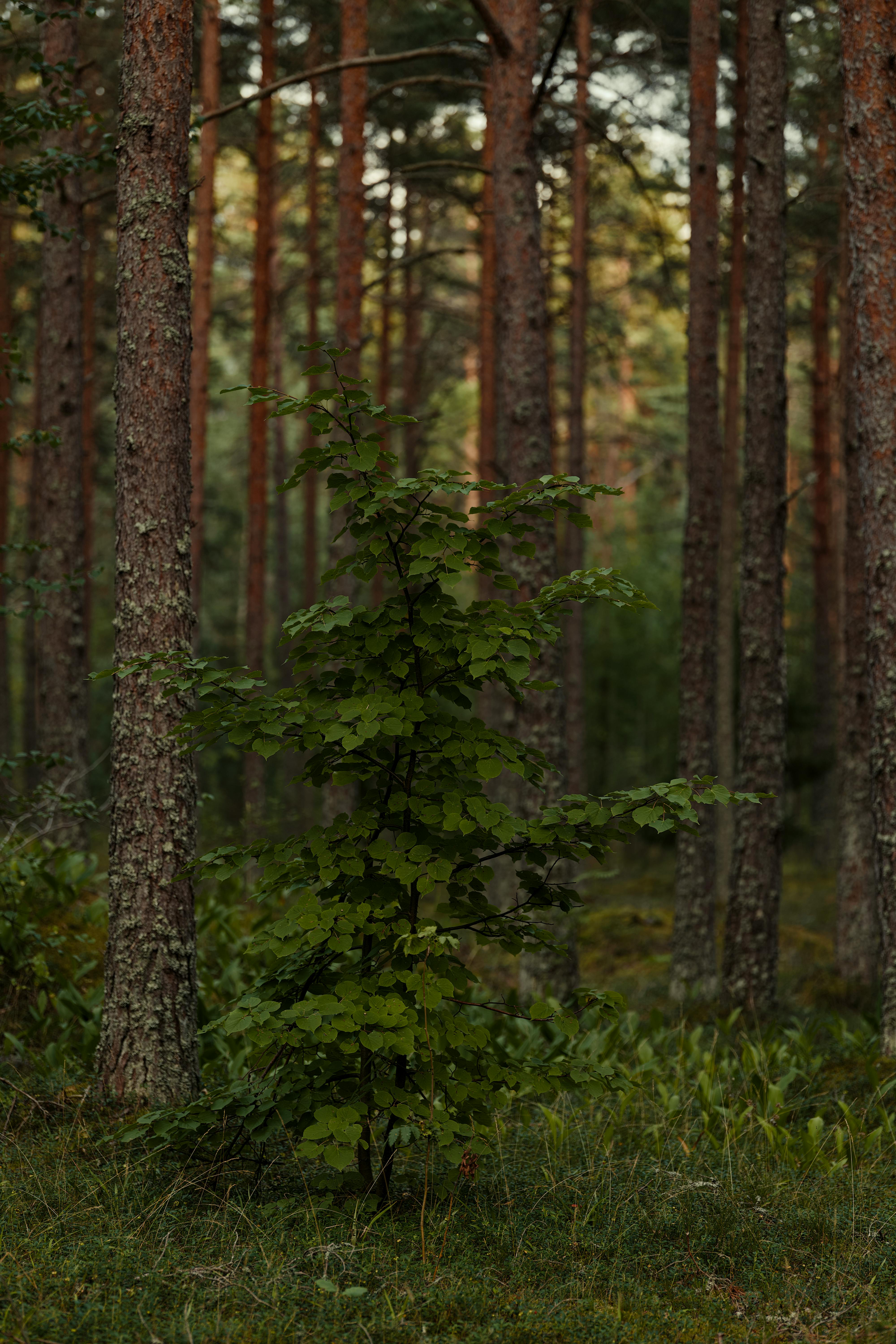 Trees · Free Stock Photo