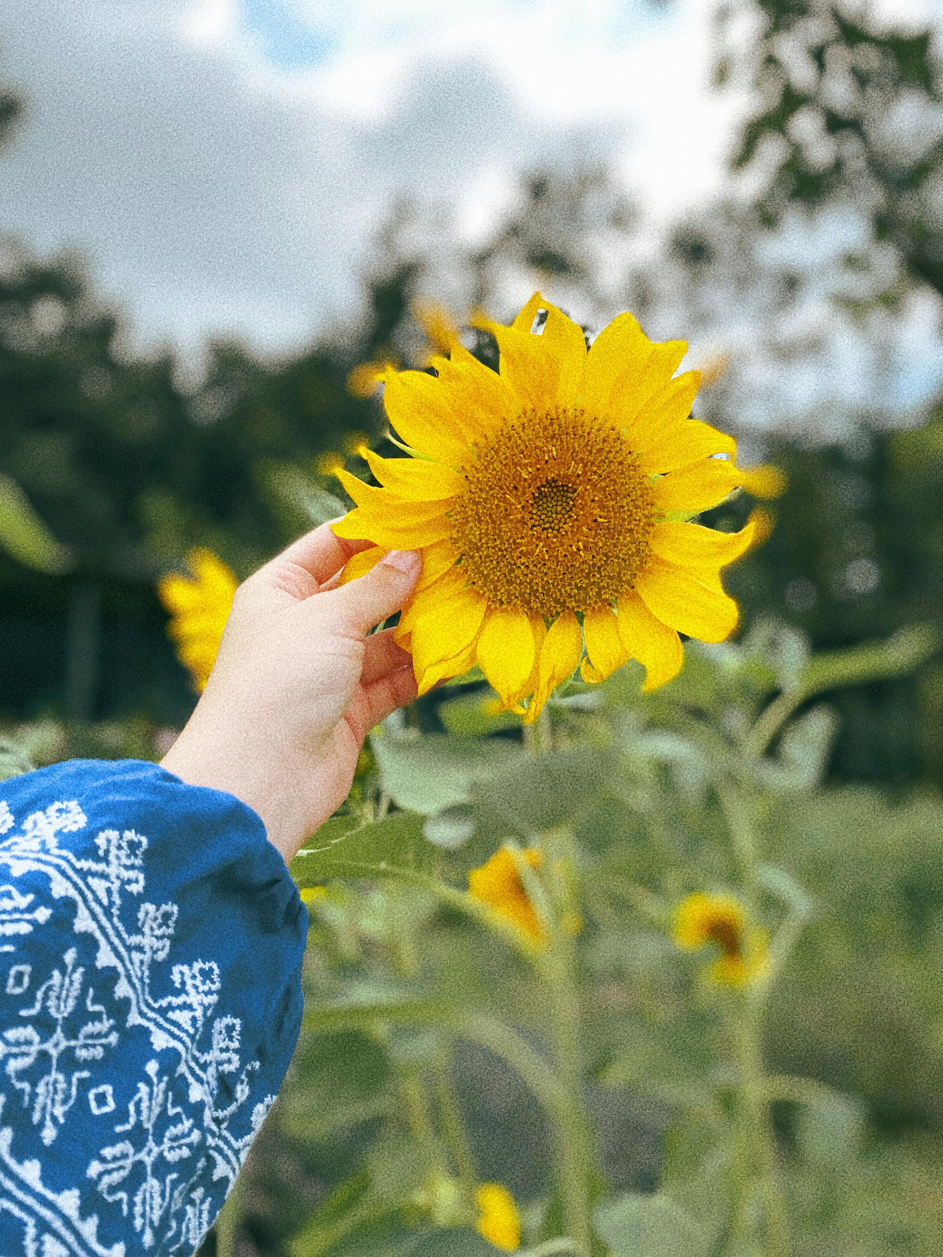 A person holding a sunflower in their hand · Free Stock Photo