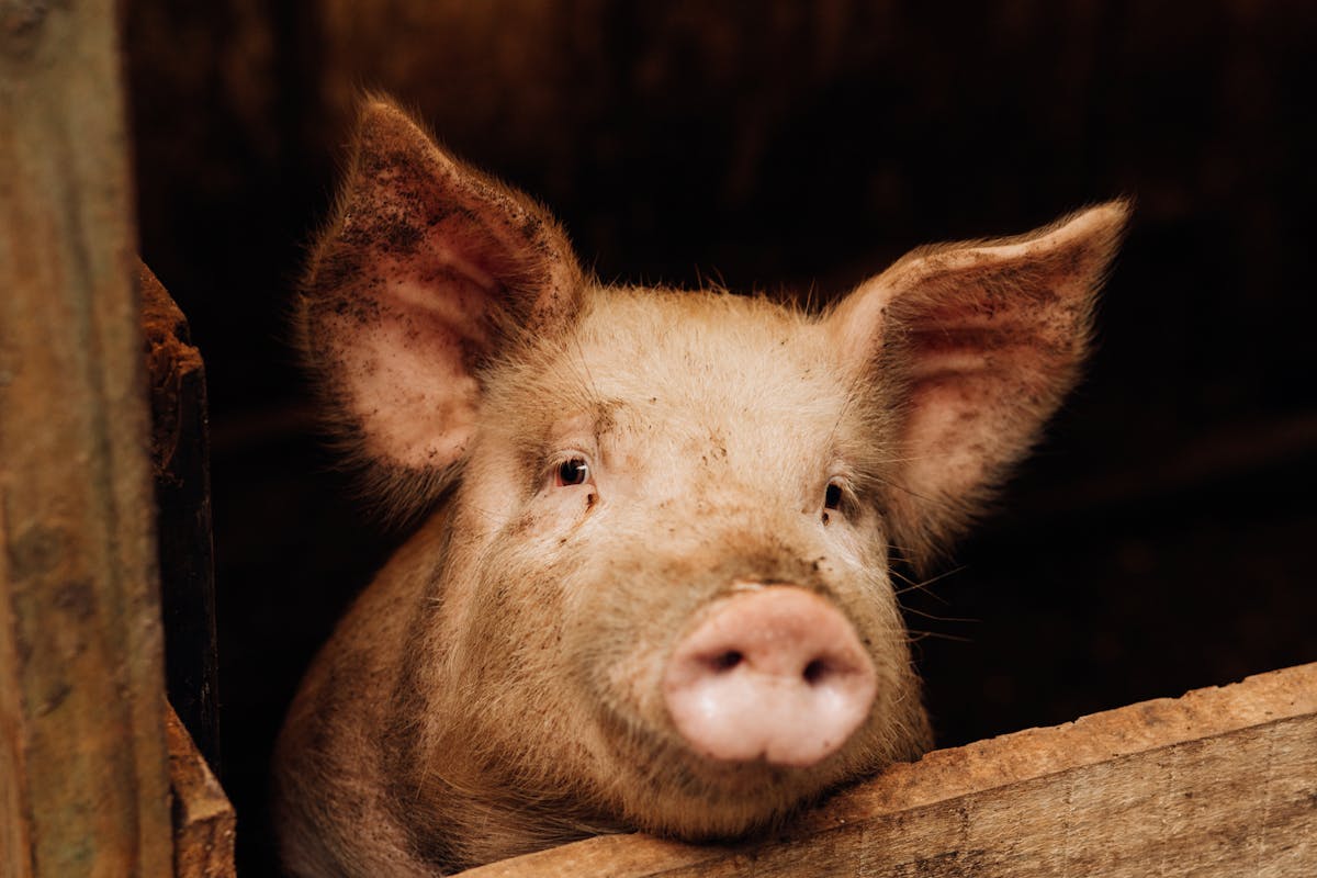 Funny Pig Photos, Download The BEST Free Funny Pig Stock Photos & HD Images