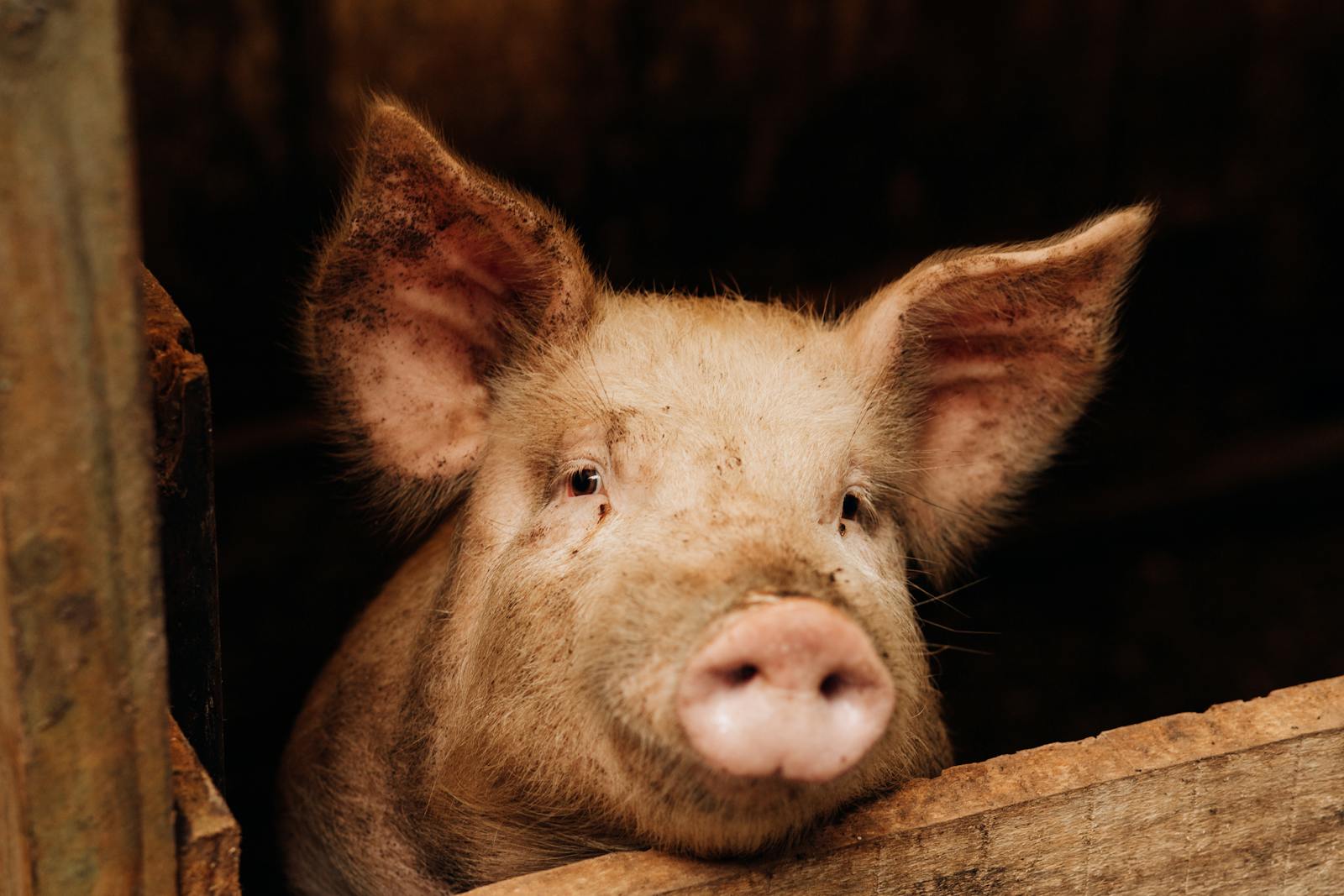 Baby Pig Photos, Download The BEST Free Baby Pig Stock Photos & HD Images