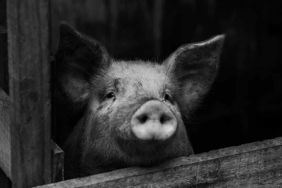 Understanding the Ear Cropping Process: A Step-by-Step Guide