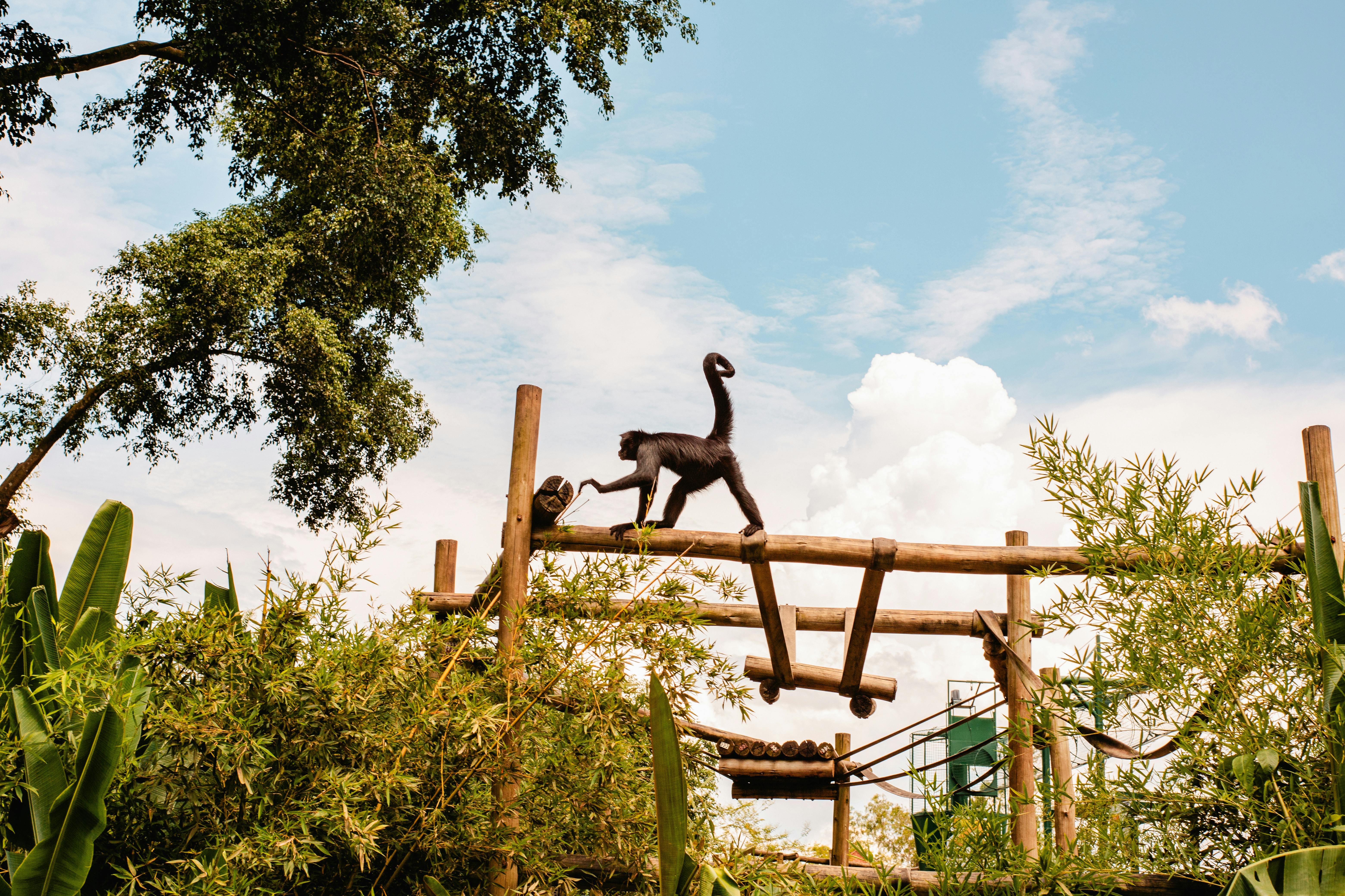 A monkey is climbing on a wooden structure · Free Stock Photo