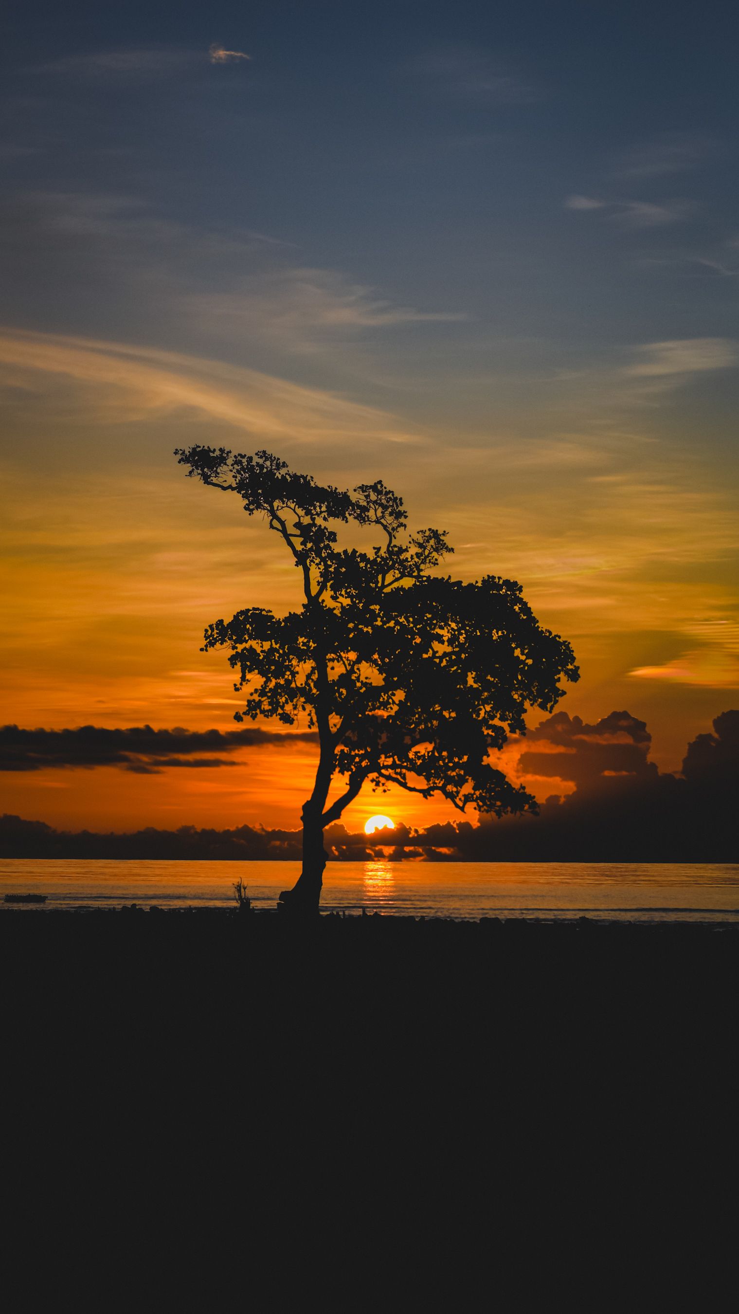Trees Shade the Sunset · Free Stock Photo