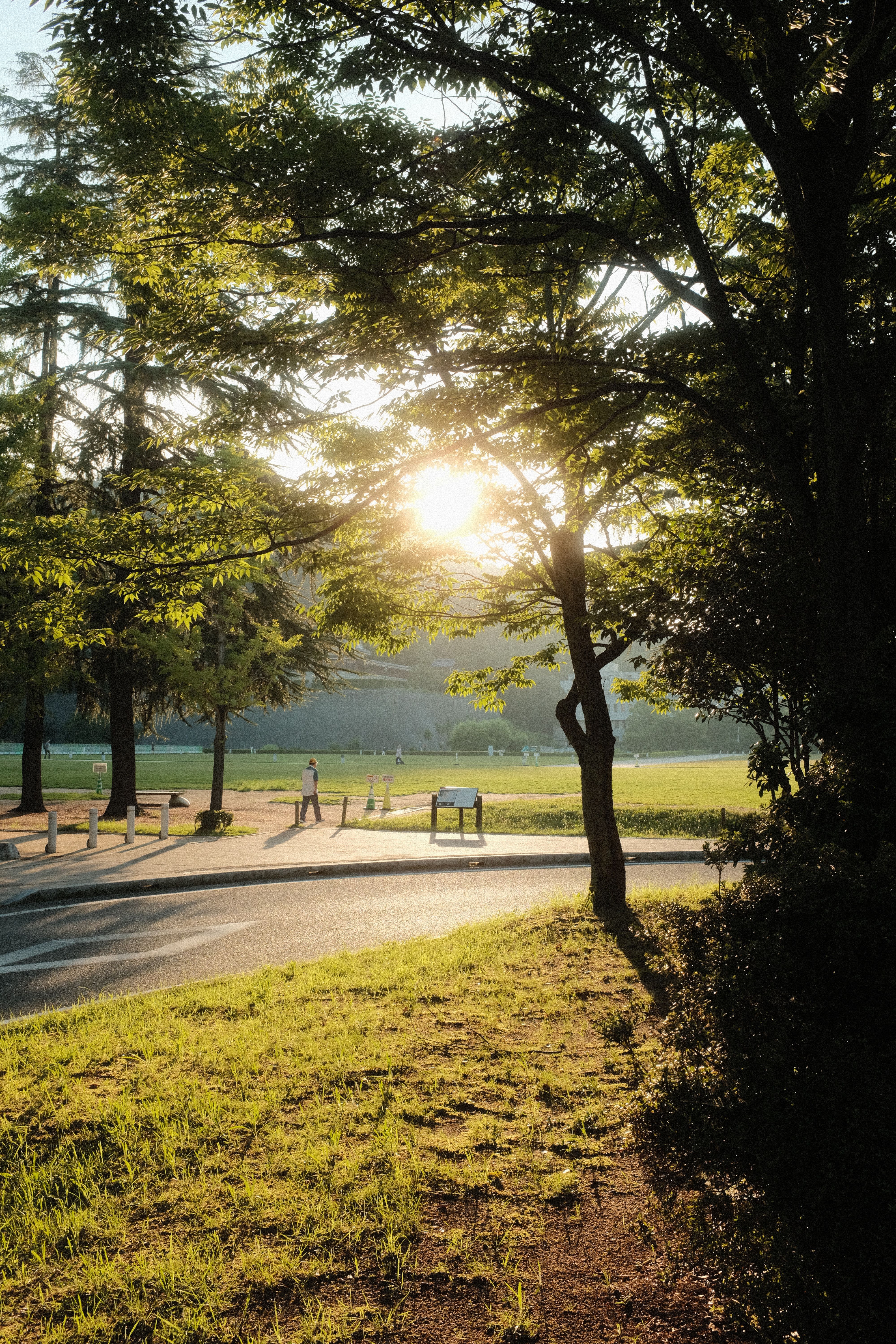A park with trees and grass in the sun · Free Stock Photo