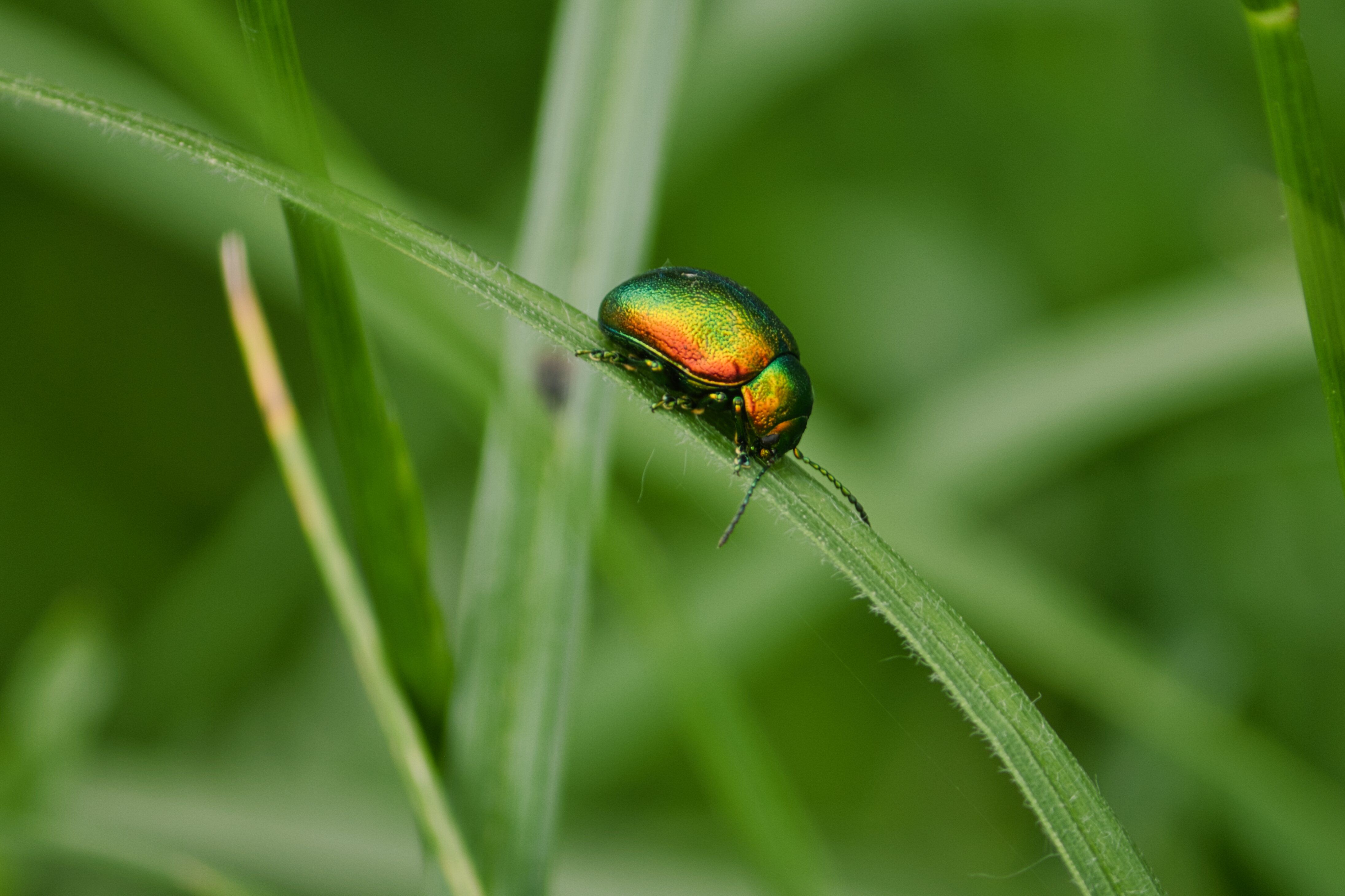 Erysiphe Graminis Photos, Download The BEST Free Erysiphe Graminis ...