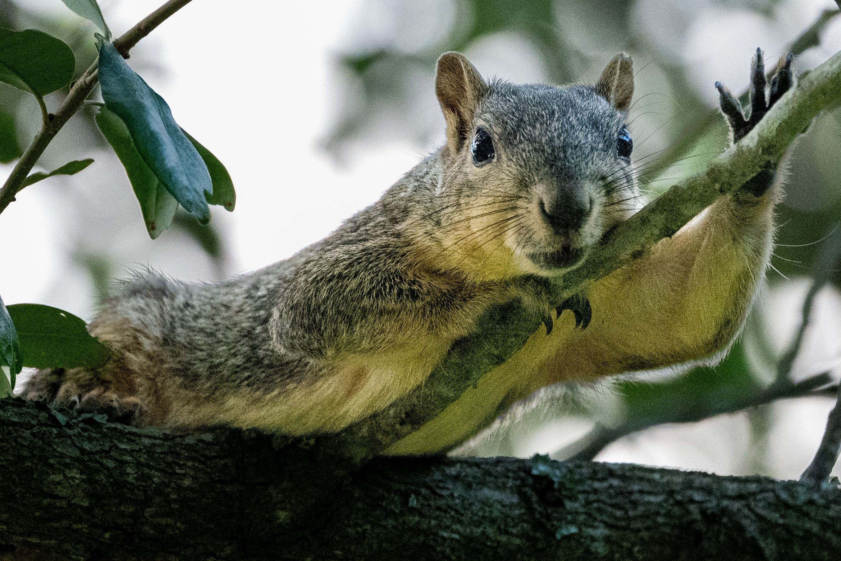 Close-up Photography of Squirrel · Free Stock Photo
