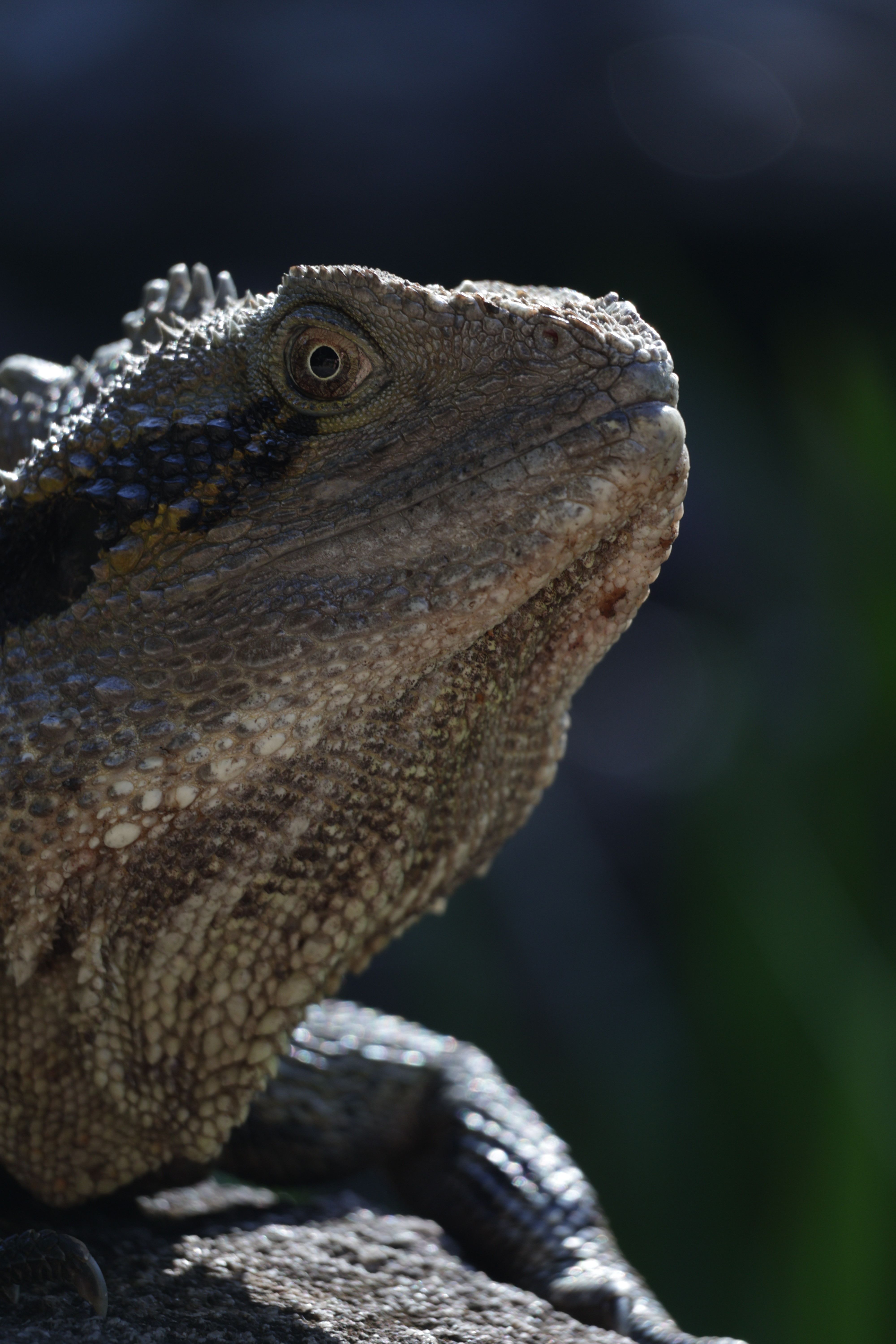 Australian water dragon · Free Stock Photo