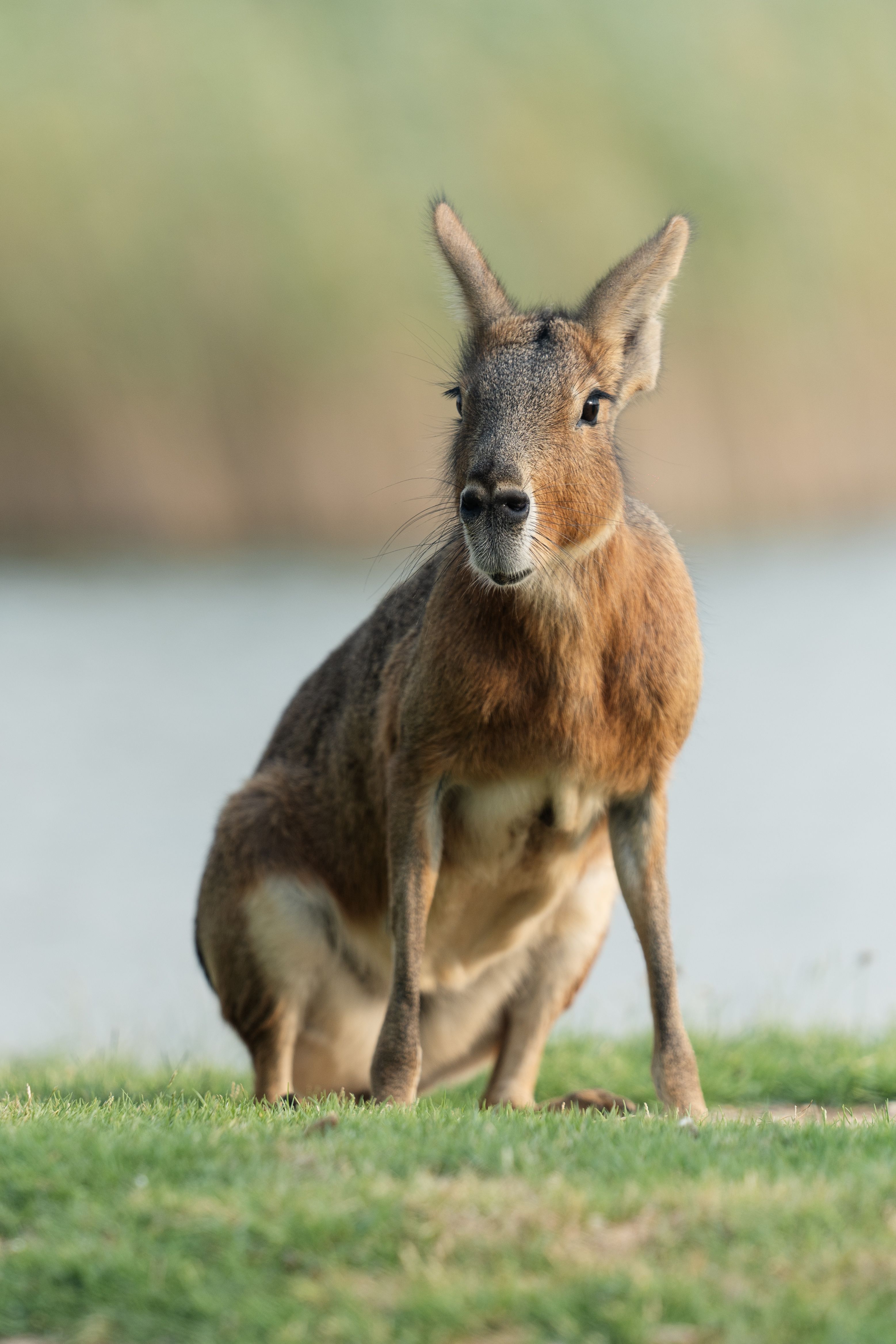 A small brown animal sitting on the grass near a lake · Free Stock Photo